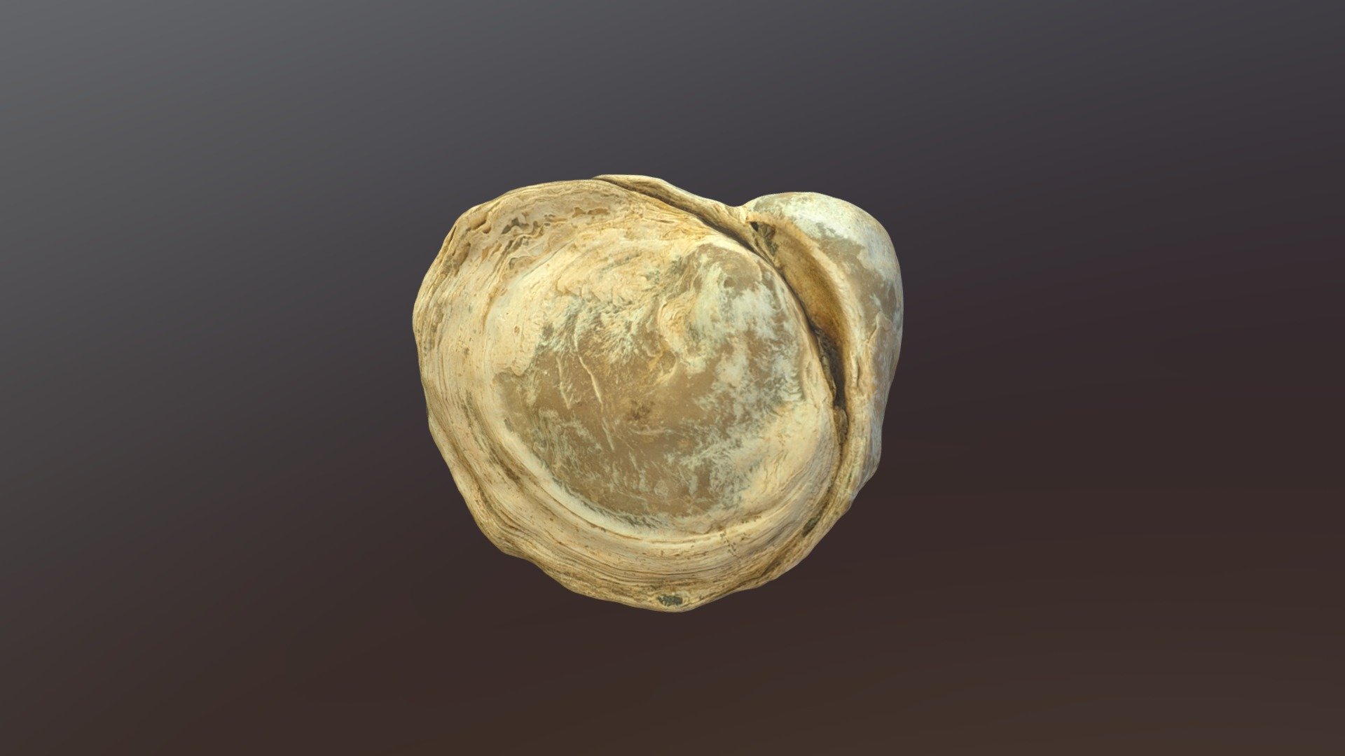 Exogyra columbella - 3D model by Shellie Luallin (@Paleogirl) [7b35c98 ...