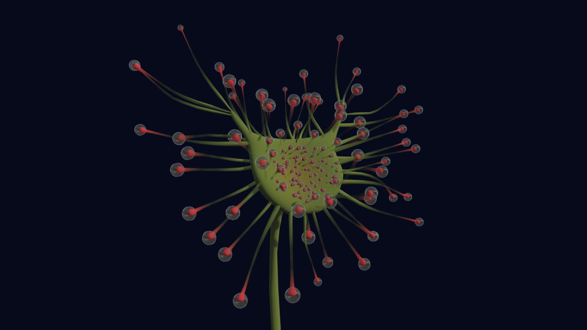 Drosera Carnivorous Plant - 3D model by App Mechanic (@appm) [7b38a29 ...