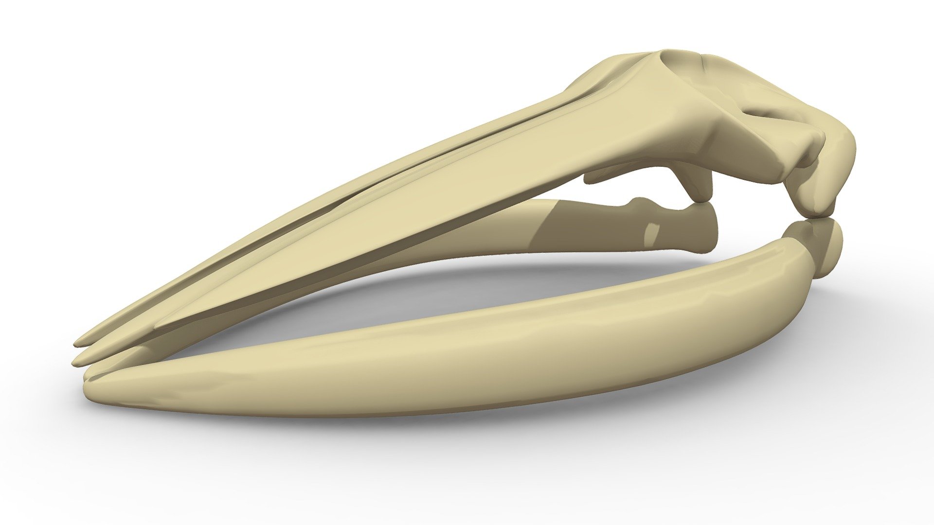Fin Whale Skull - Buy Royalty Free 3D model by 3DHorse [7b41e90 ...