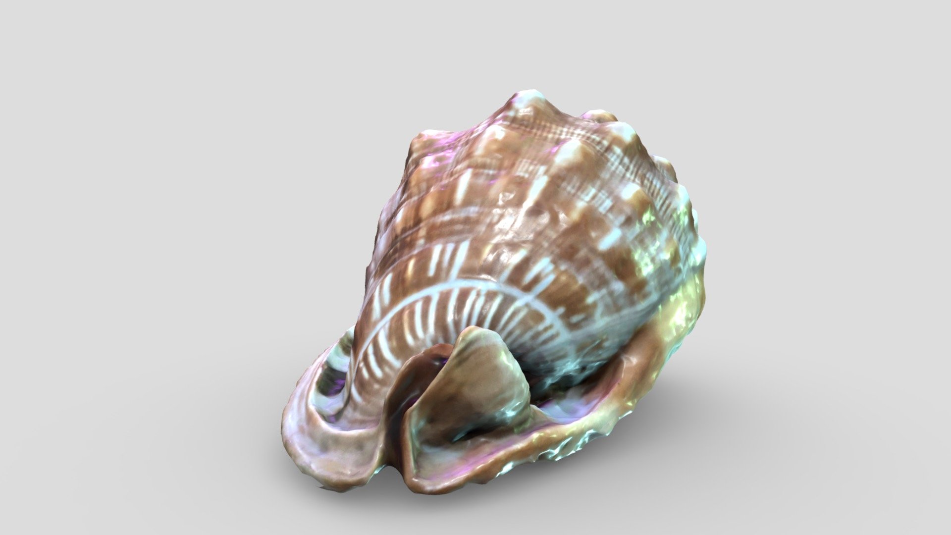 A Giant Sea Shell (Full Resolution) - Download Free 3D model by Jimmy ...