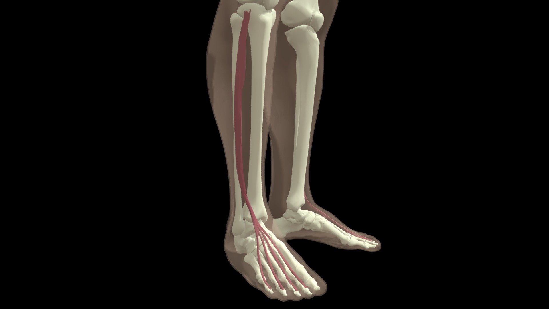Extensor Digitorum Longus - Download Free 3D model by Anatomary ...