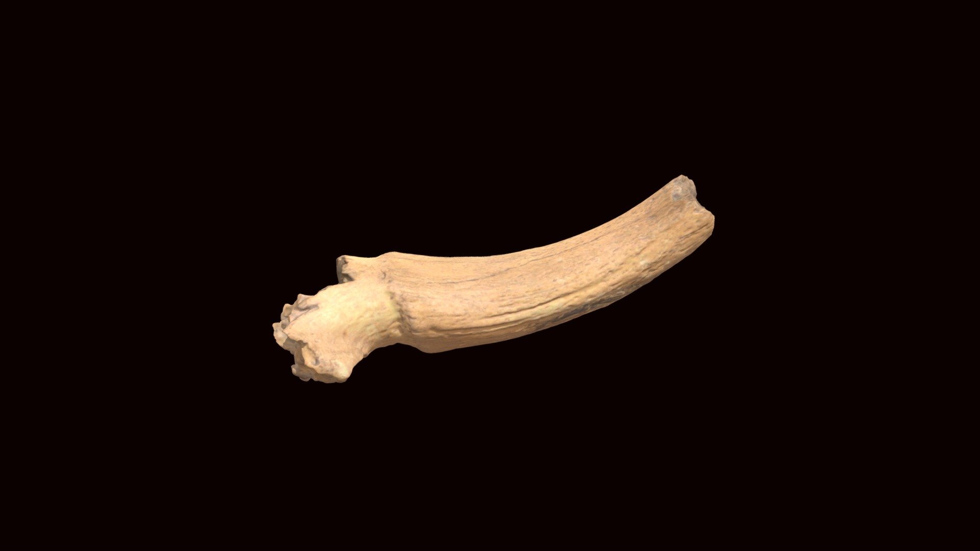 Bison priscus Horn Core (VCU_3D_8314) - 3D model by Virtual Curation ...