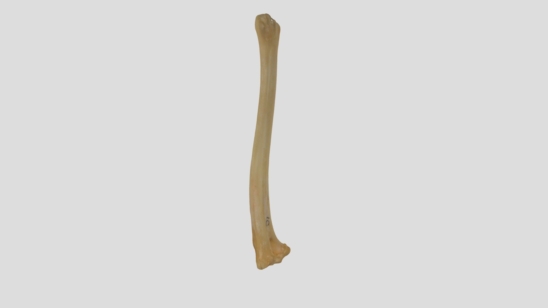 Radius - Download Free 3D model by justinbrown4242 [7b58b14] - Sketchfab