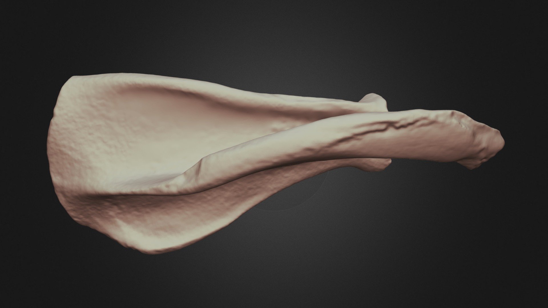E-3-8-17 BEAVER LEFT SCAPULA - 3D model by LakeheadAnthropology ...