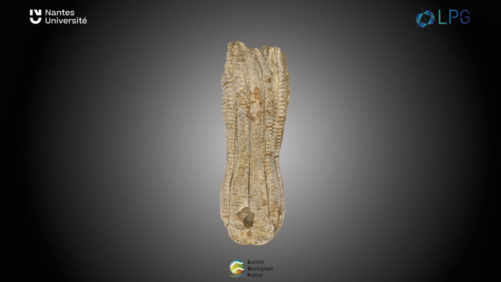Echinoderme - Encrinus sp. - Download Free 3D model by Société ...
