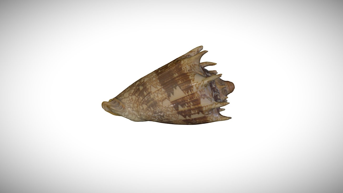 Cymbiola imperialis / CASIZ 198914 - 3D model by California Academy of ...