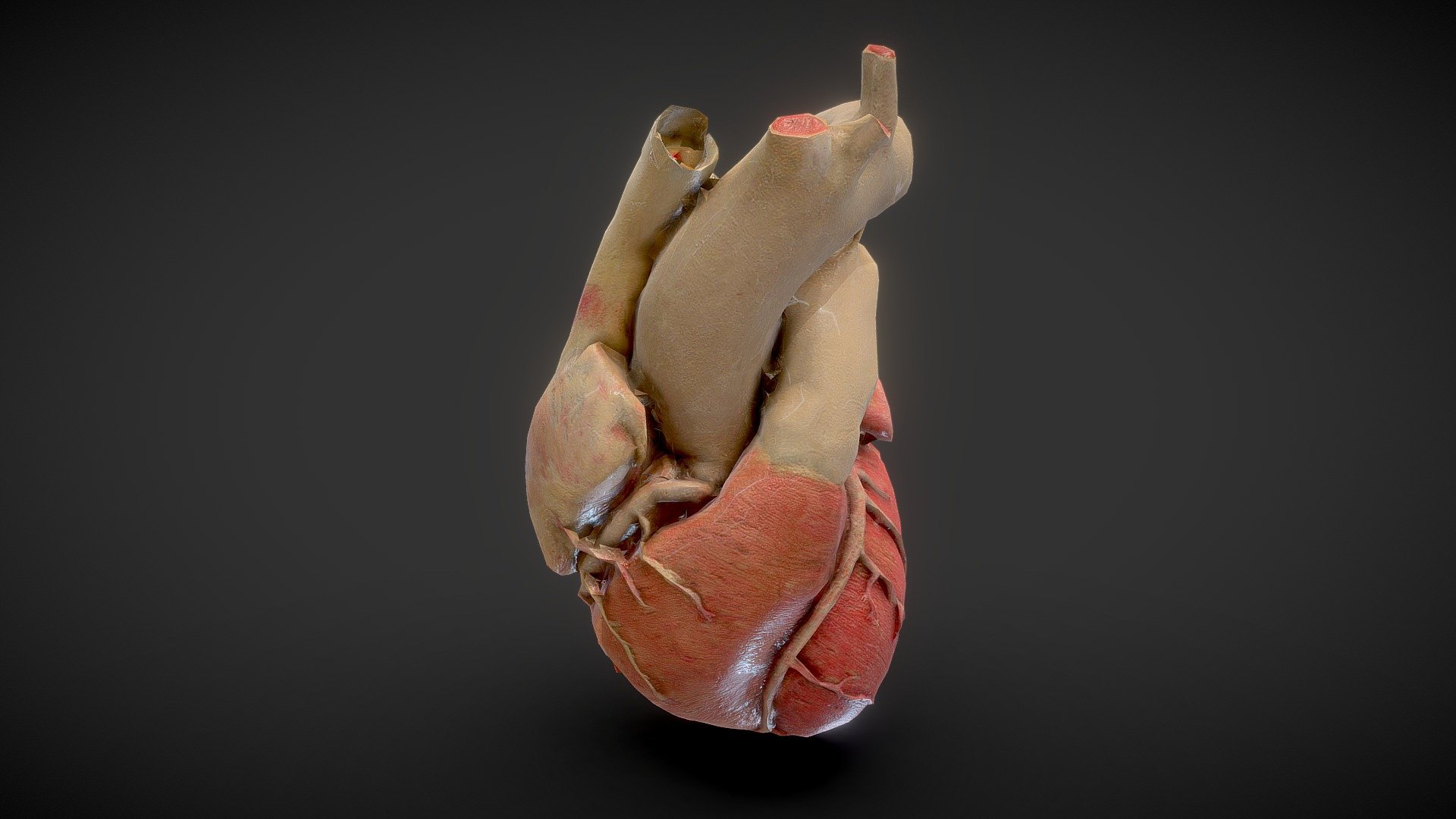 Heart Model - Download Free 3D model by Living Anatomy (@NYUSOMAnatomy ...