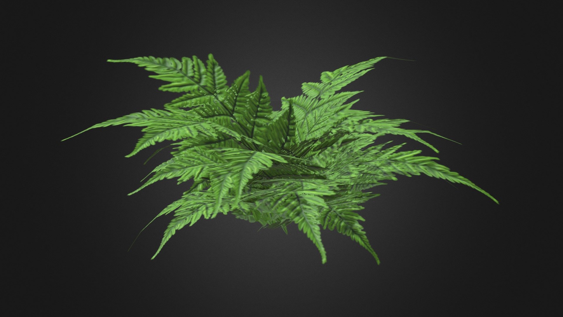 Lady Fern - 3D model by imaginaryaya [7b60693] - Sketchfab