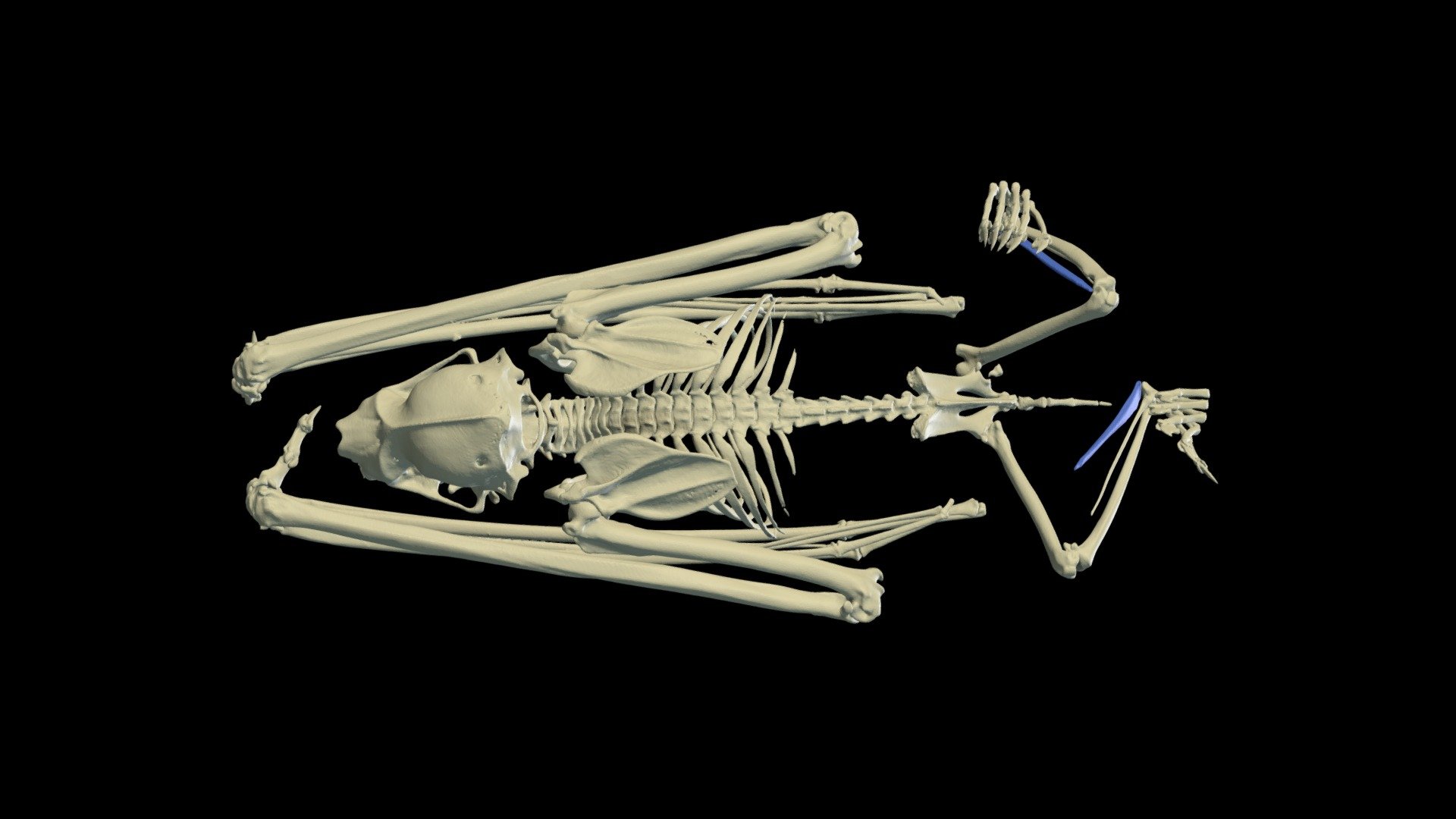 Lesser Bulldog Bat Calcars - 3D model by Blackburn Lab (@ufherps ...
