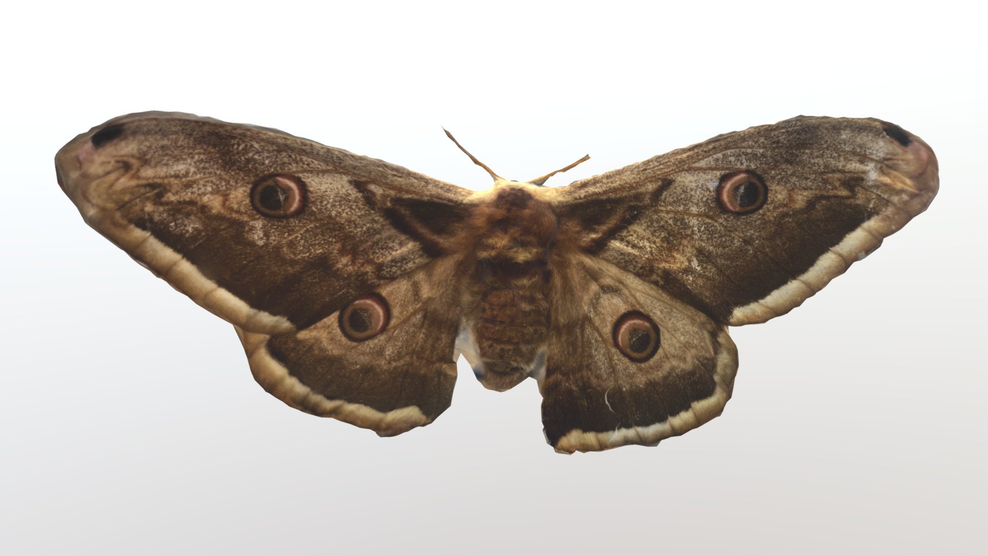 Papillon Grand paon Femelle - Download Free 3D model by Tavernier ...