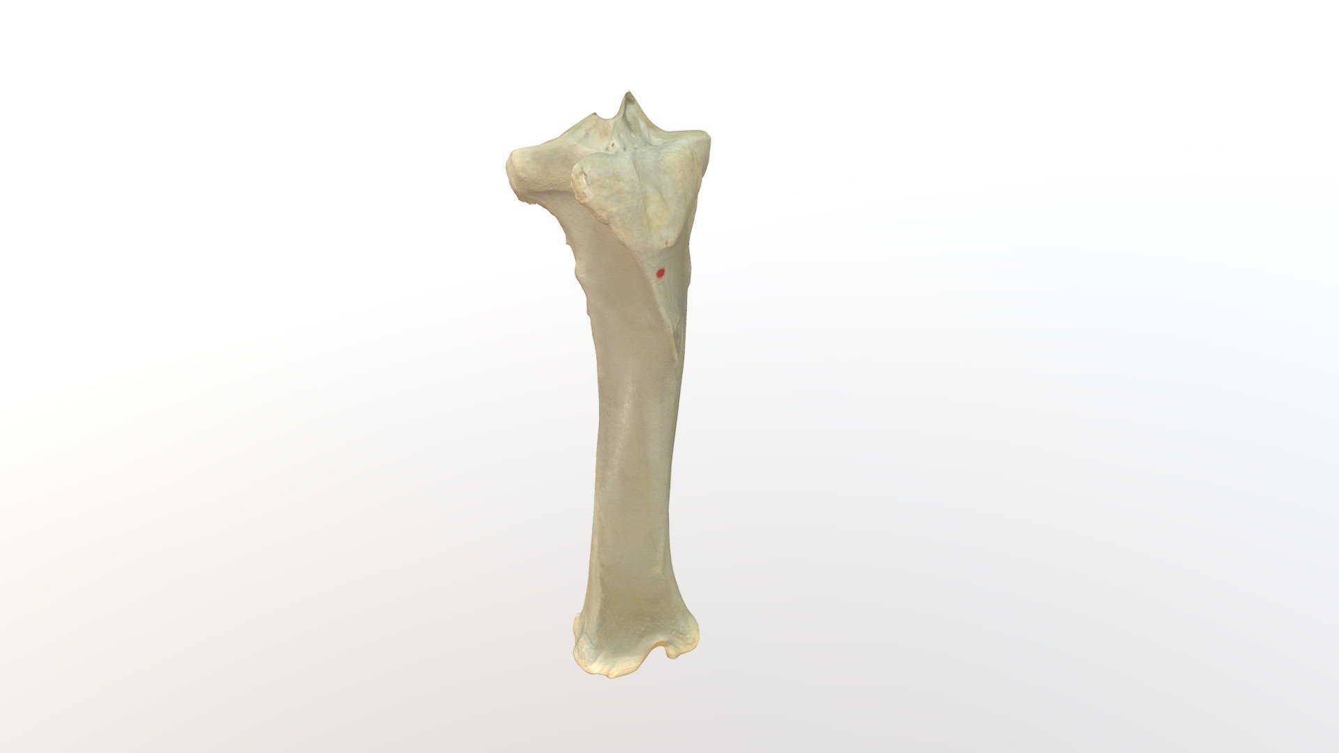Tibia (right), horse - 3D model by Vetanat.UZH [7b72f1f] - Sketchfab