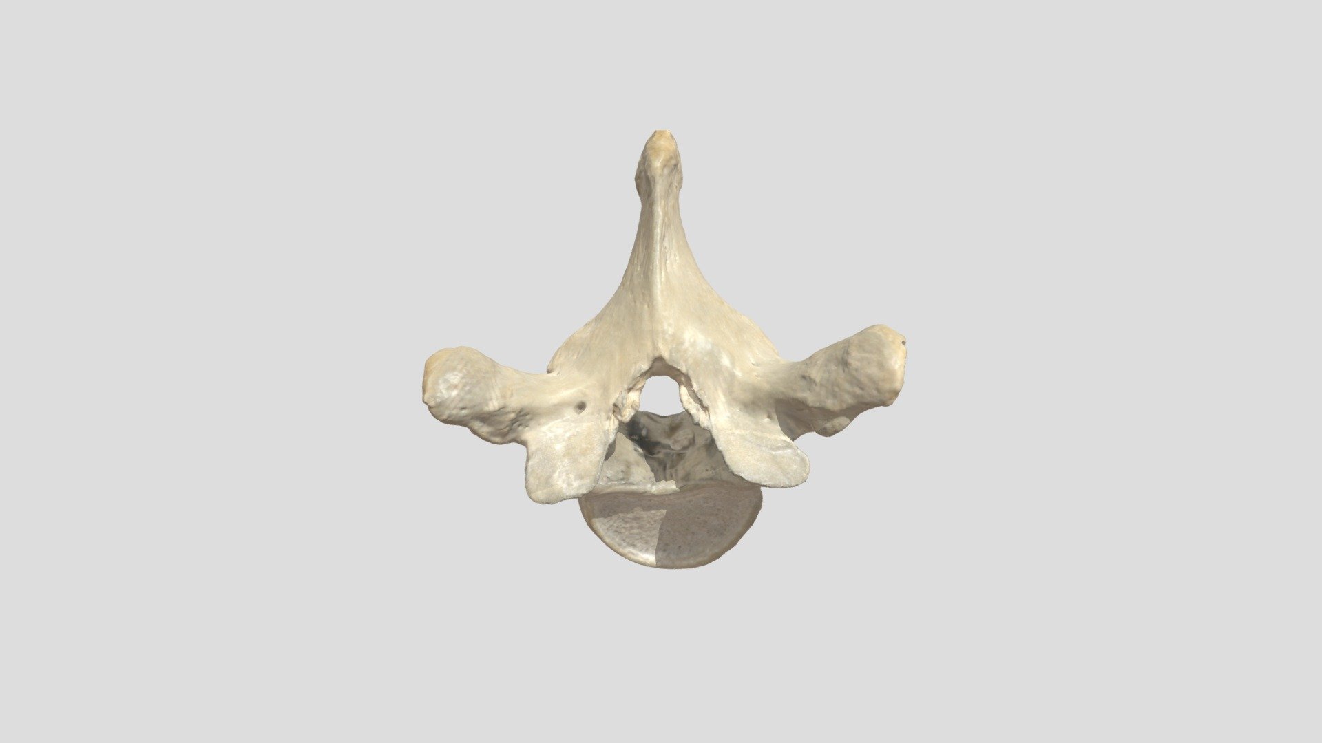 T3 - 3D model by Universiteit Antwerpen (@marjanmaldoy) [7b7d9c8 ...