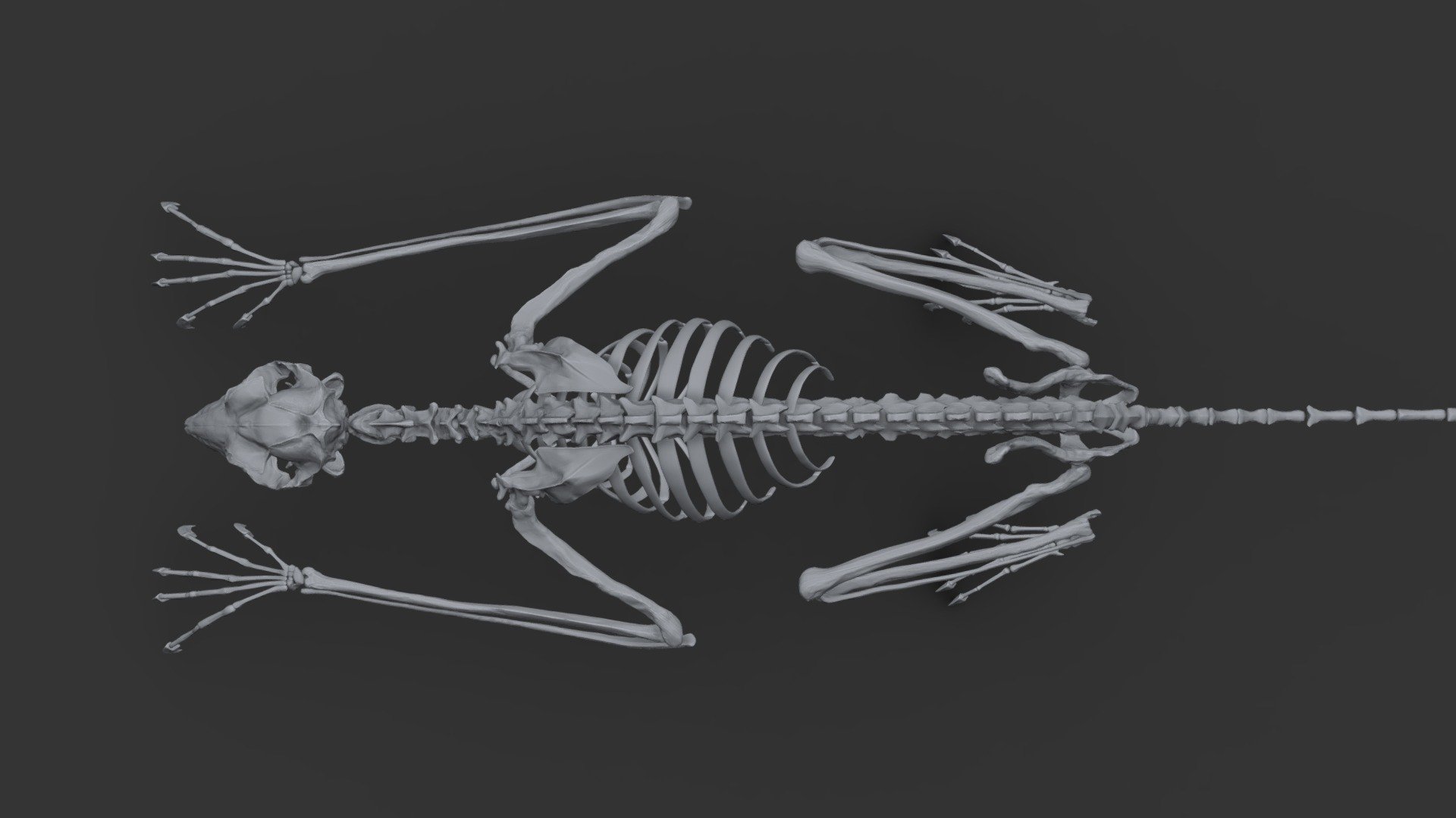 Colugo Ecorche, Skeleton - 3D model by Gareth Brewer (@gbrew44 ...