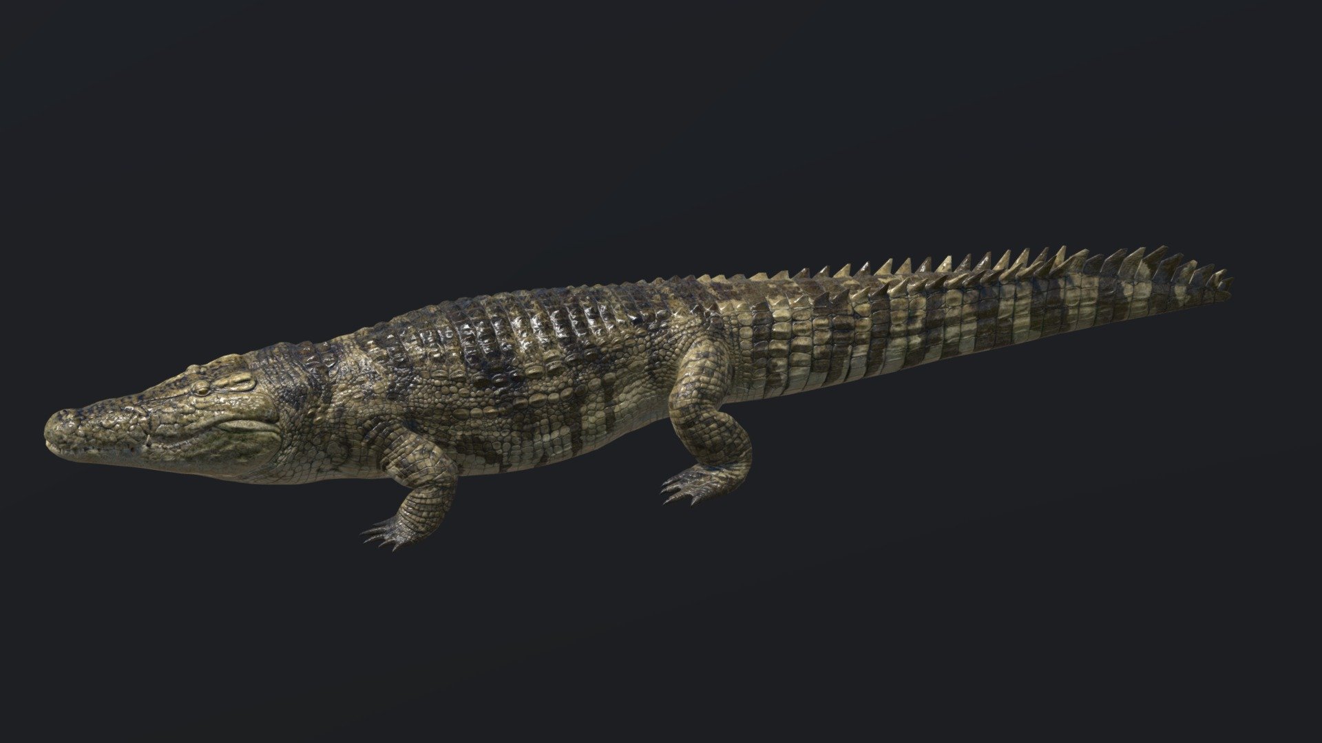 CROCODILE - 3D model by smarte [7b825cf] - Sketchfab