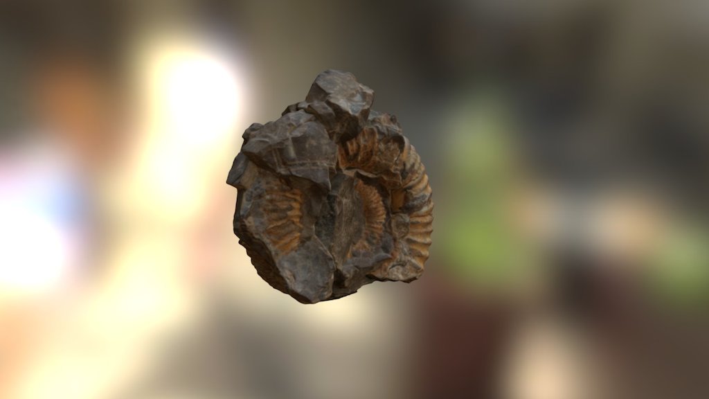 Fossil - 3D model by LaserDynamics [7b89653] - Sketchfab
