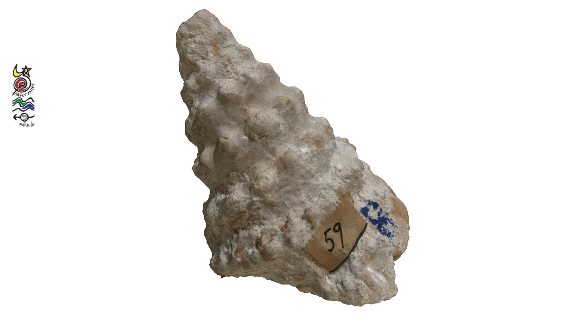 Nerinea renauxiana EP12309 - Download Free 3D model by Musée national d ...