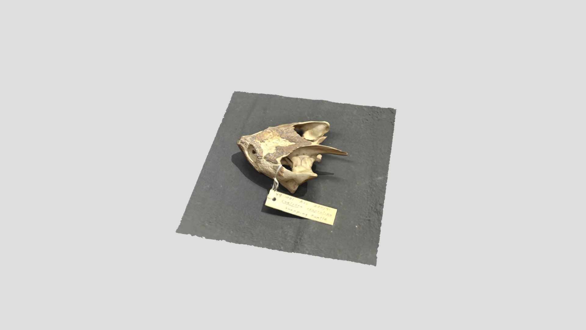 Snapping Turtle Skull - 3D model by JKratt [7b8b4eb] - Sketchfab