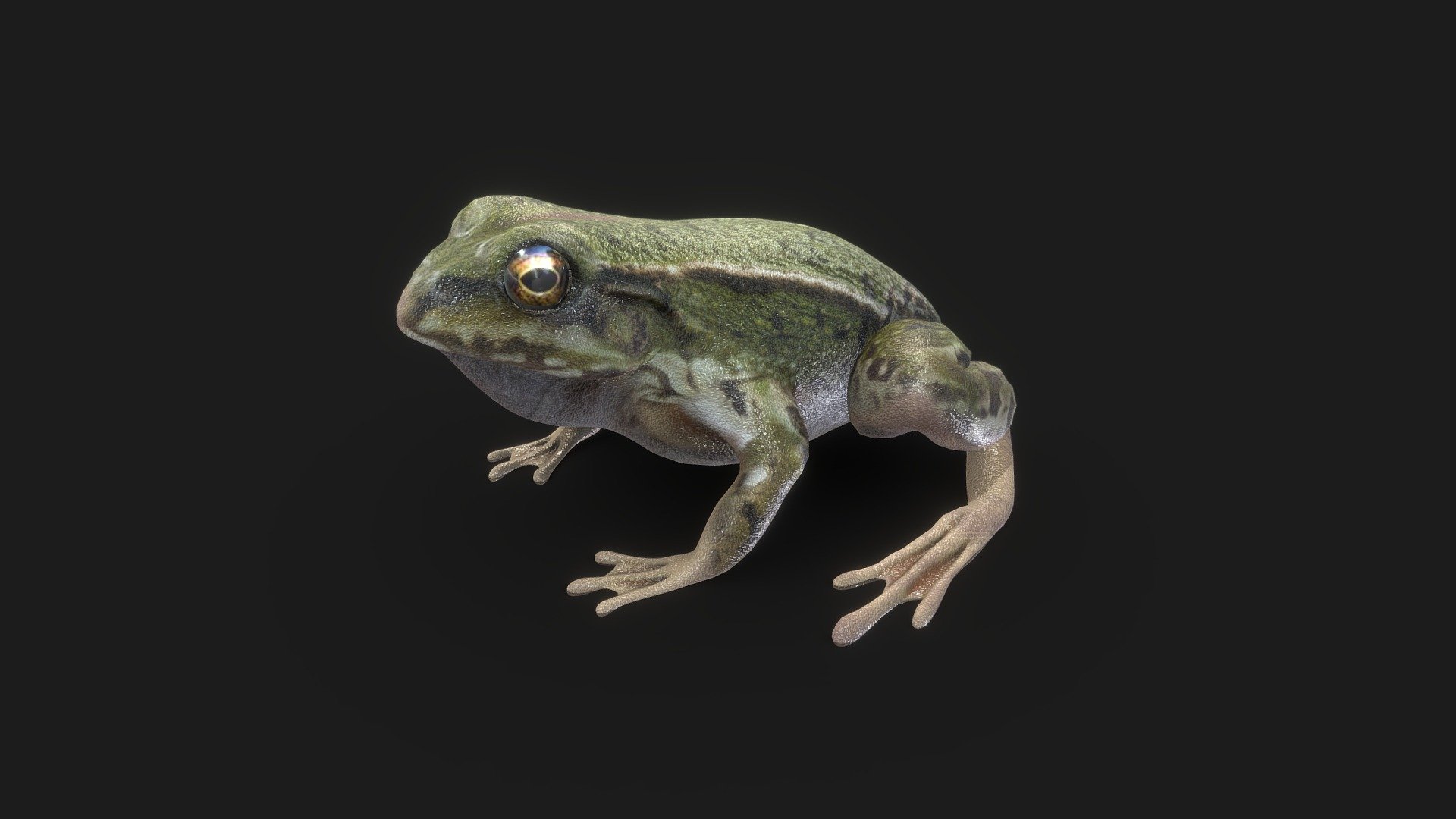 Żaba Trawna - Common Frog - Rana temporaria - Buy Royalty Free 3D model ...