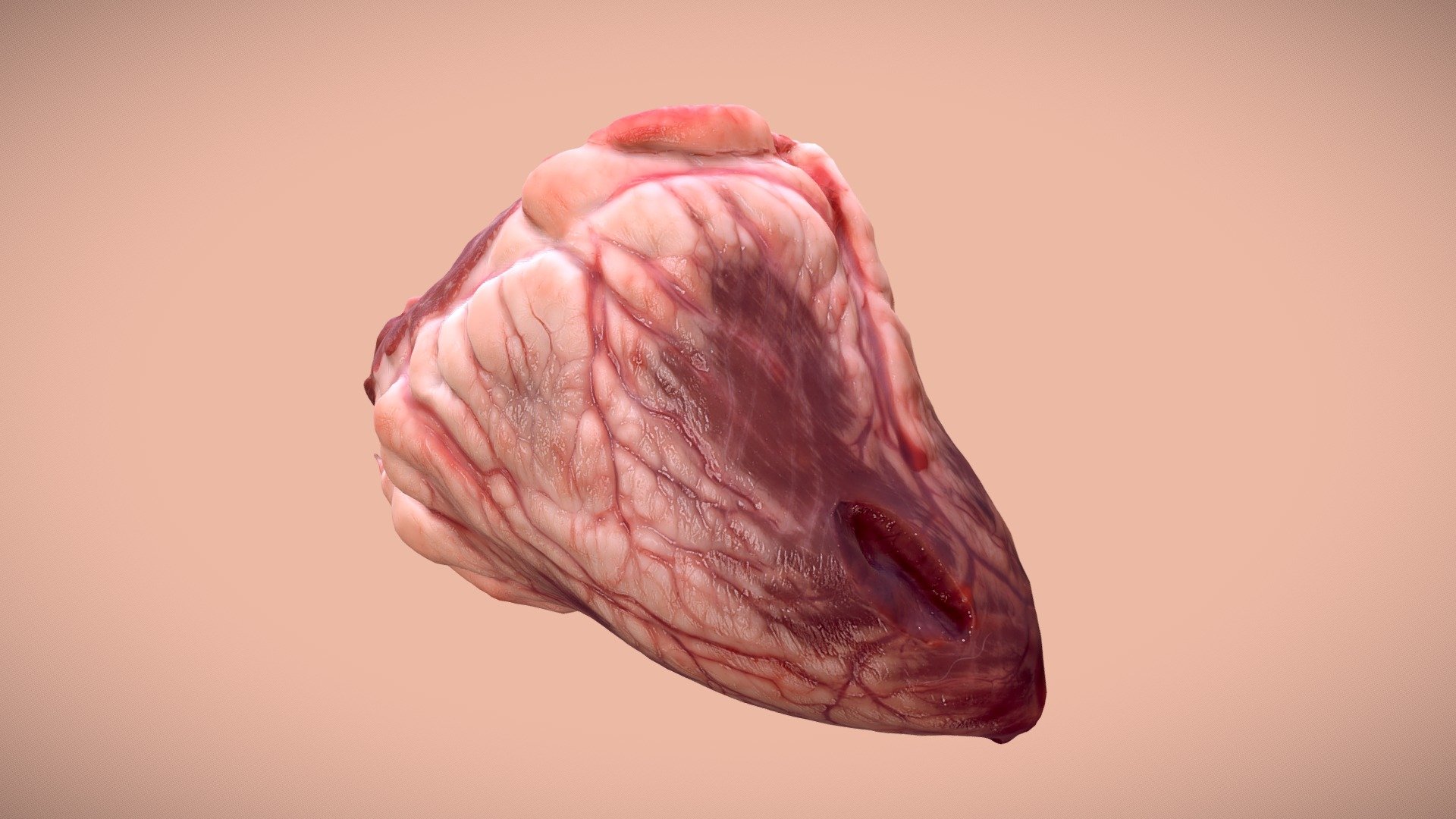Cow Heart - 3D model by twistedpancreas [7b8ecc0] - Sketchfab