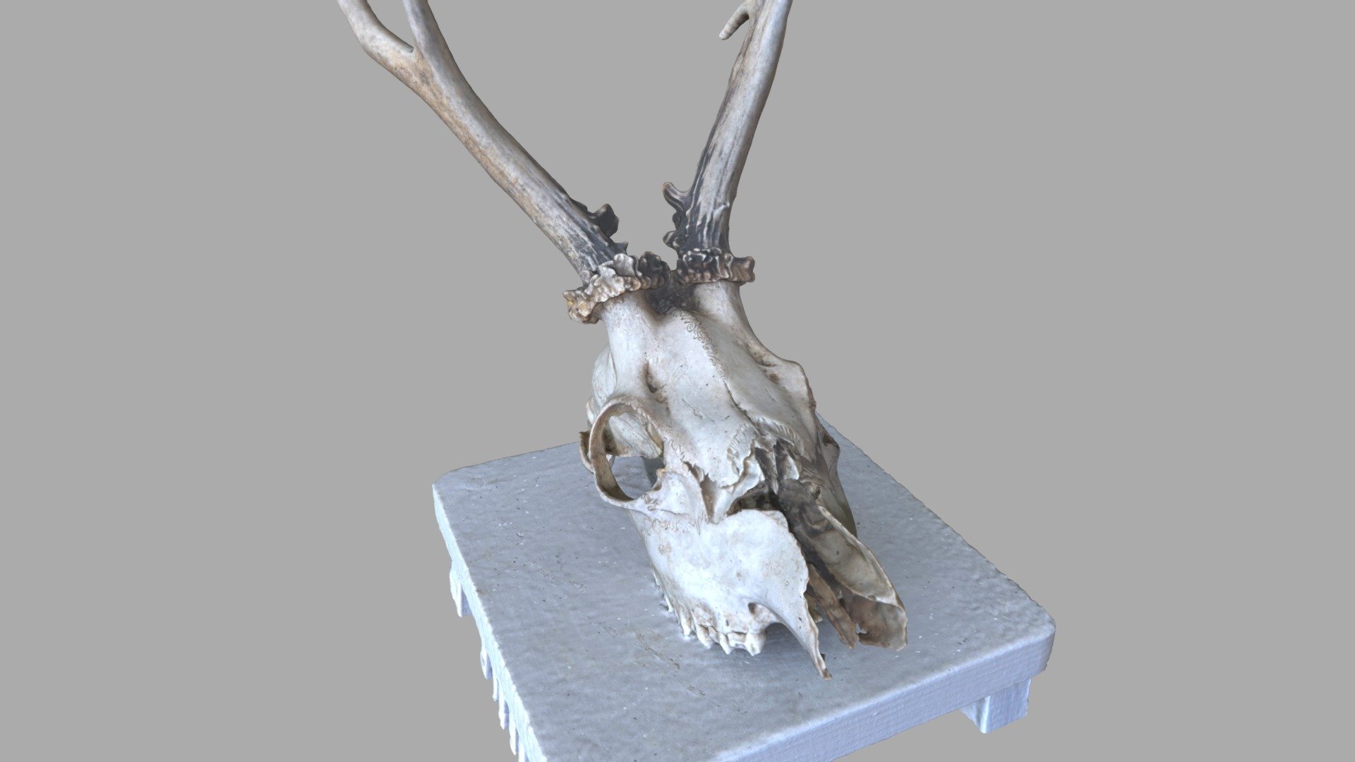 Roe deer skull - 3D model by Tauno Erik (@TaunoErik) [7b95c7e] - Sketchfab