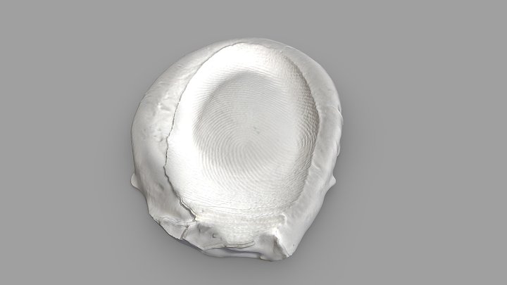 Fingerprint 3D models - Sketchfab
