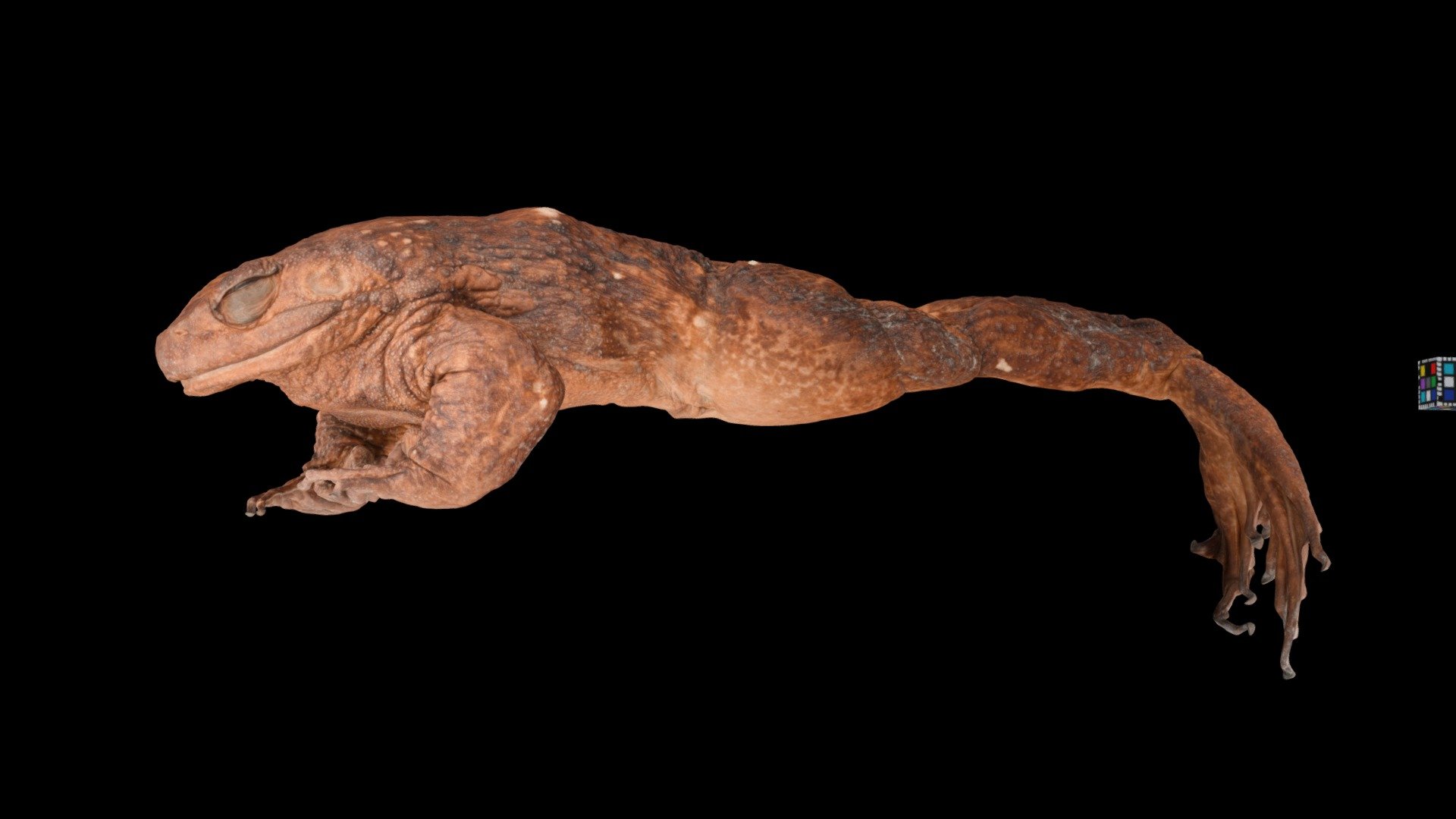 オットンガエル Otton Frog, Babina subaspera - 3D model by ffish.asia ...