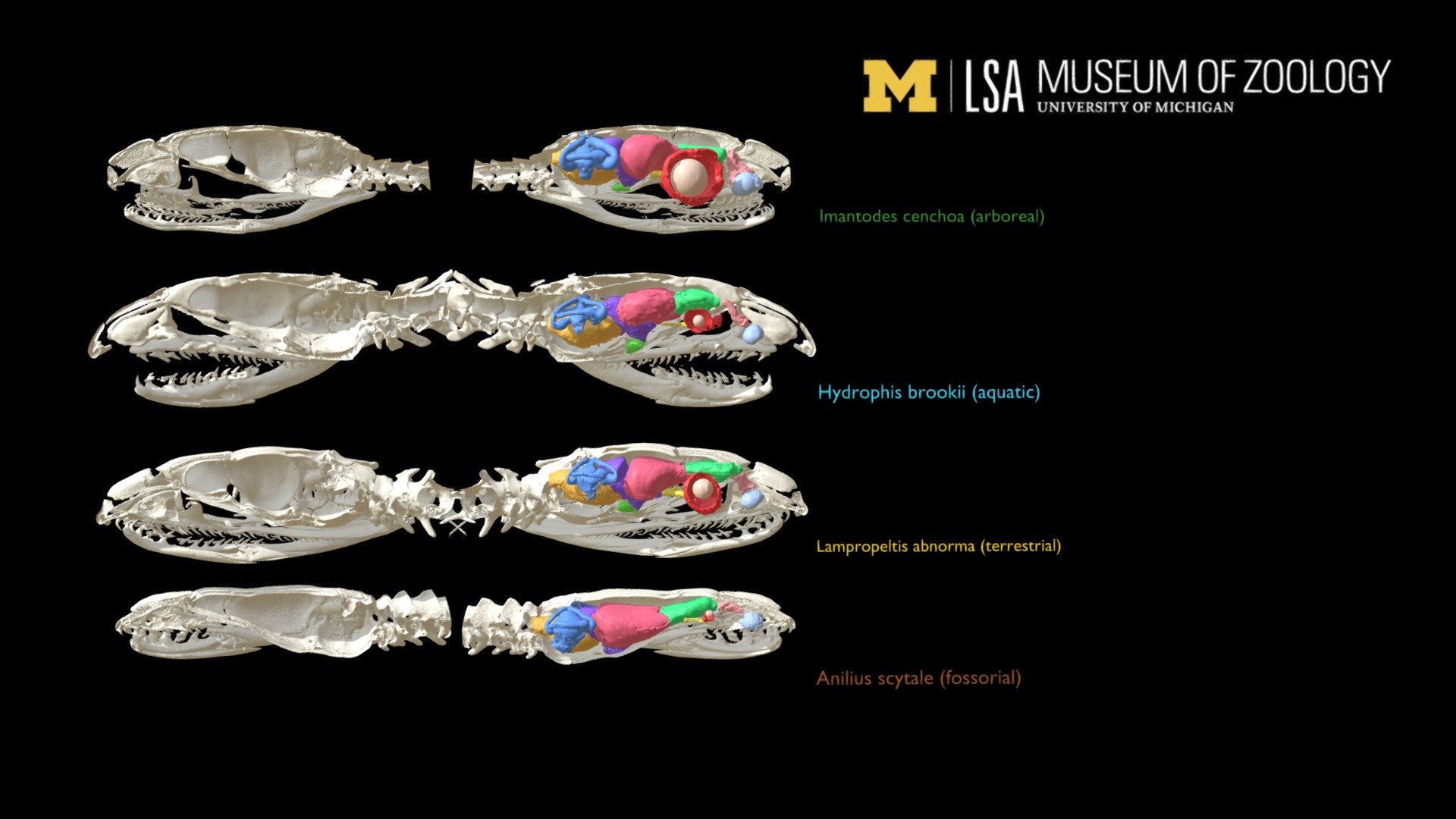 Snake skulls across habitats - 3D model by Michigan Herpetology (UMMZ ...