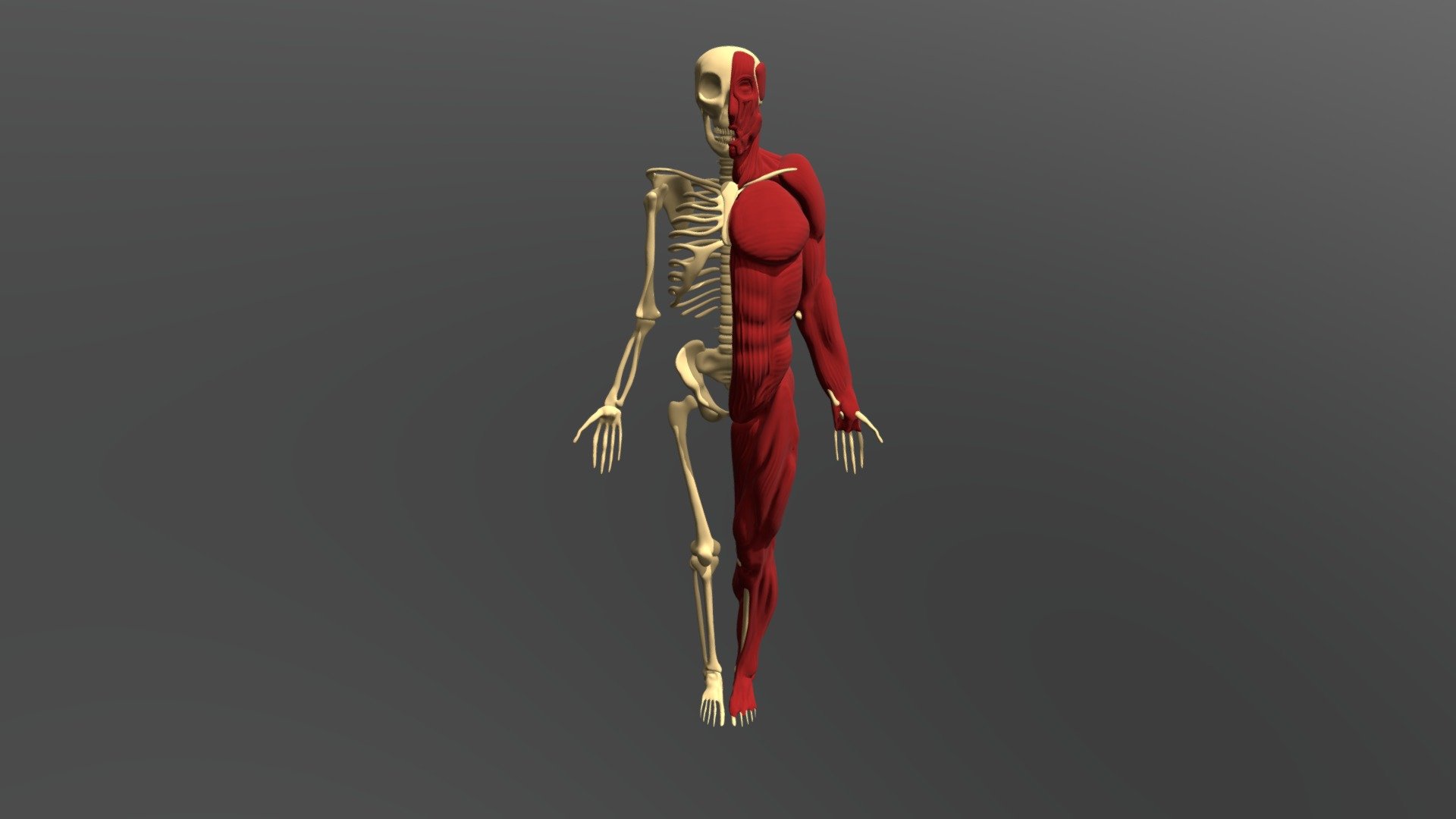 Anatomy - 3D model by Catena Chung (@catenachung) [7ba0218] - Sketchfab