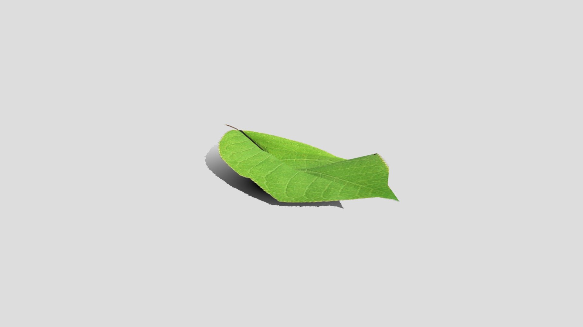 Leaf2 - 3D model by aqiuchu1 [7ba4ff9] - Sketchfab