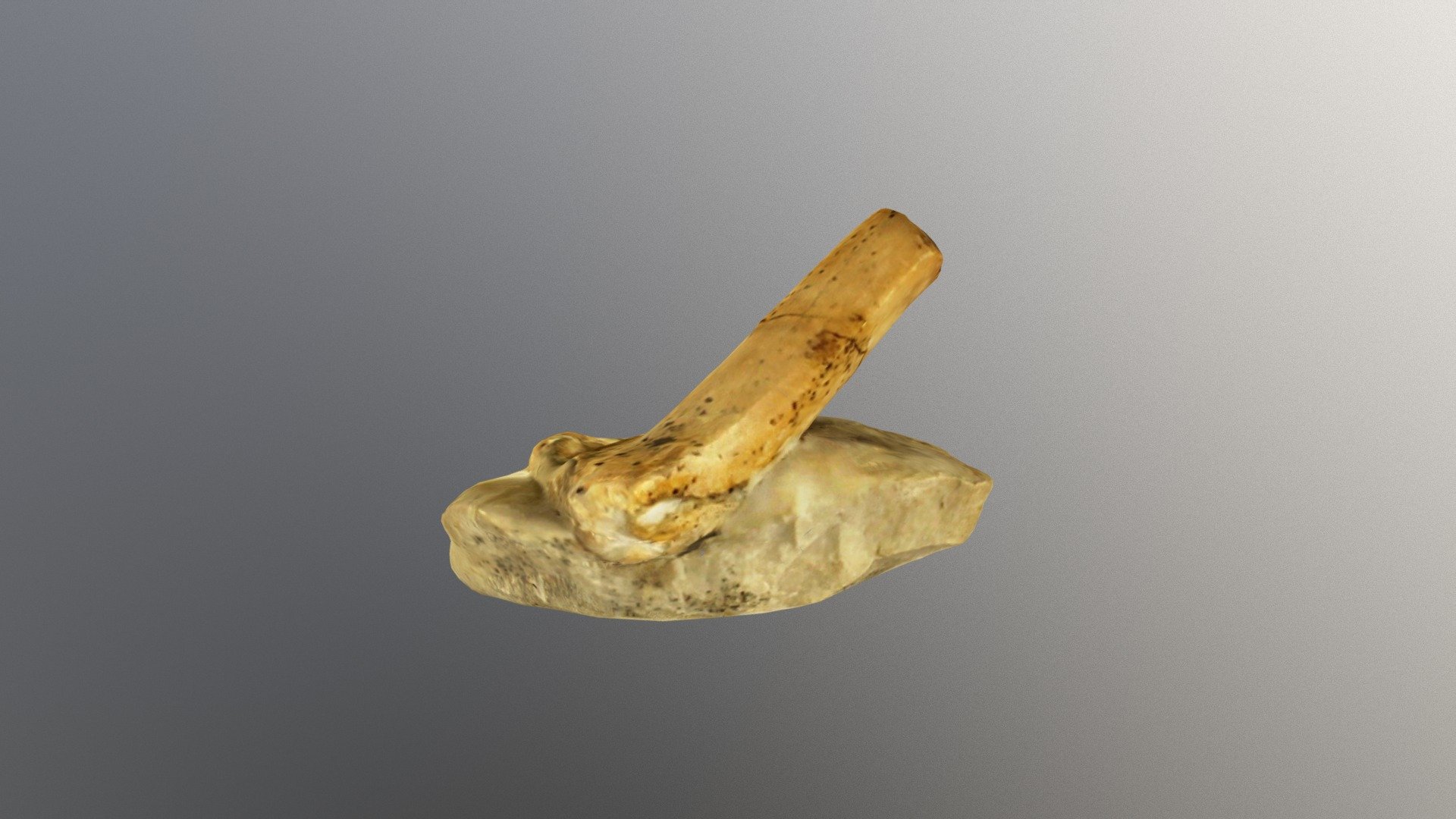 Dino Leg in Rock Matrix - 3D model by artifactsteach [7ba559e] - Sketchfab