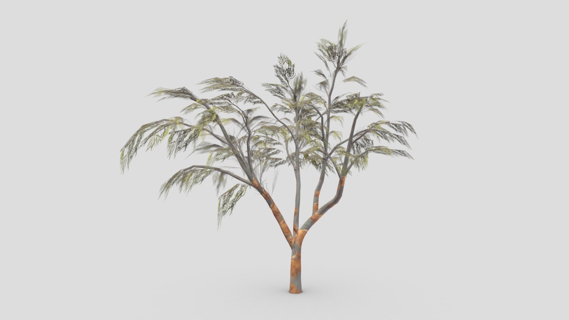 Eucalyptus Tree- 19 - Buy Royalty Free 3D model by ASMA3D [7ba58ed] - Sketchfab Store