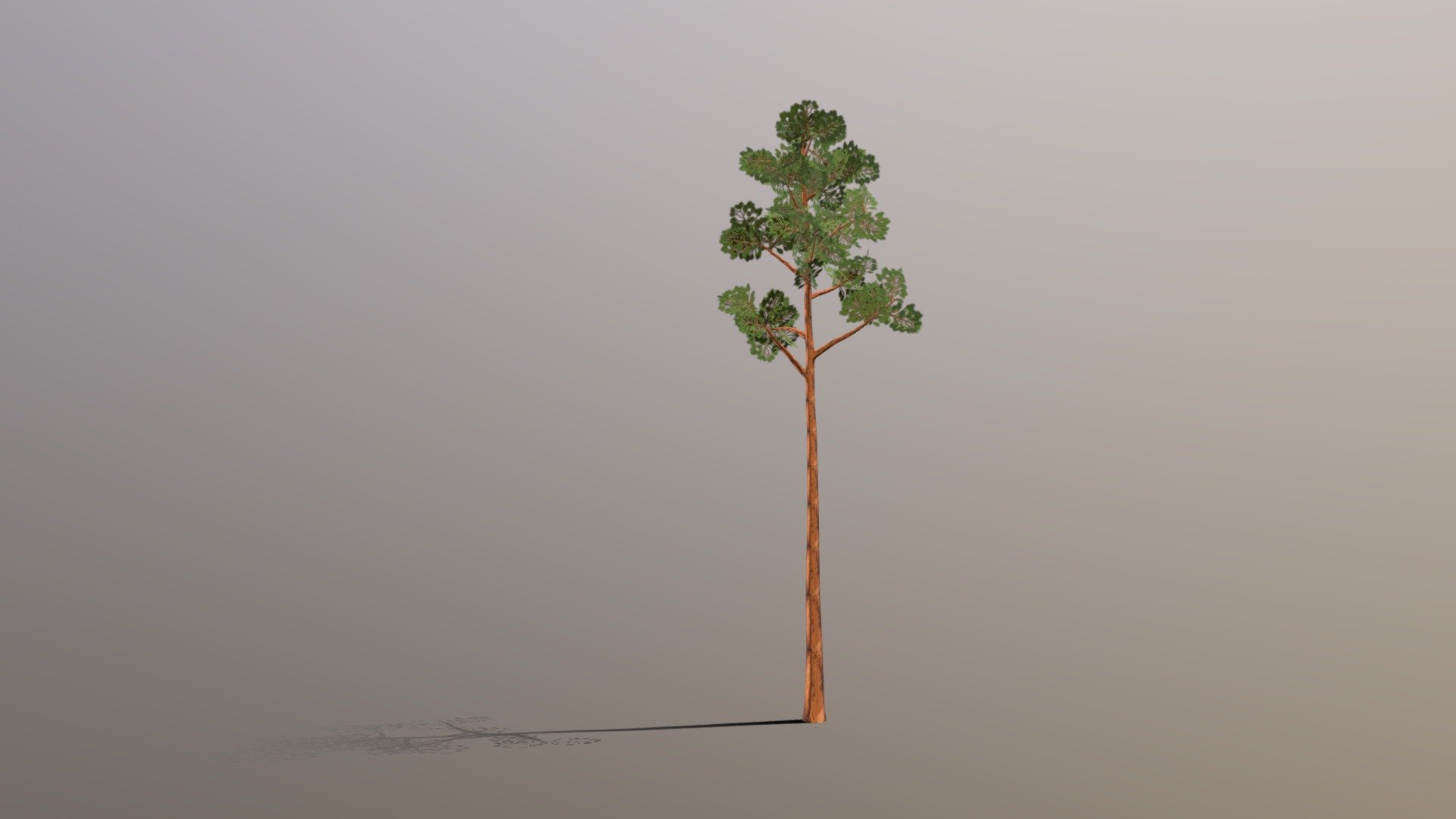 scots pine 1 - Download Free 3D model by henry-212 [7bac315] - Sketchfab