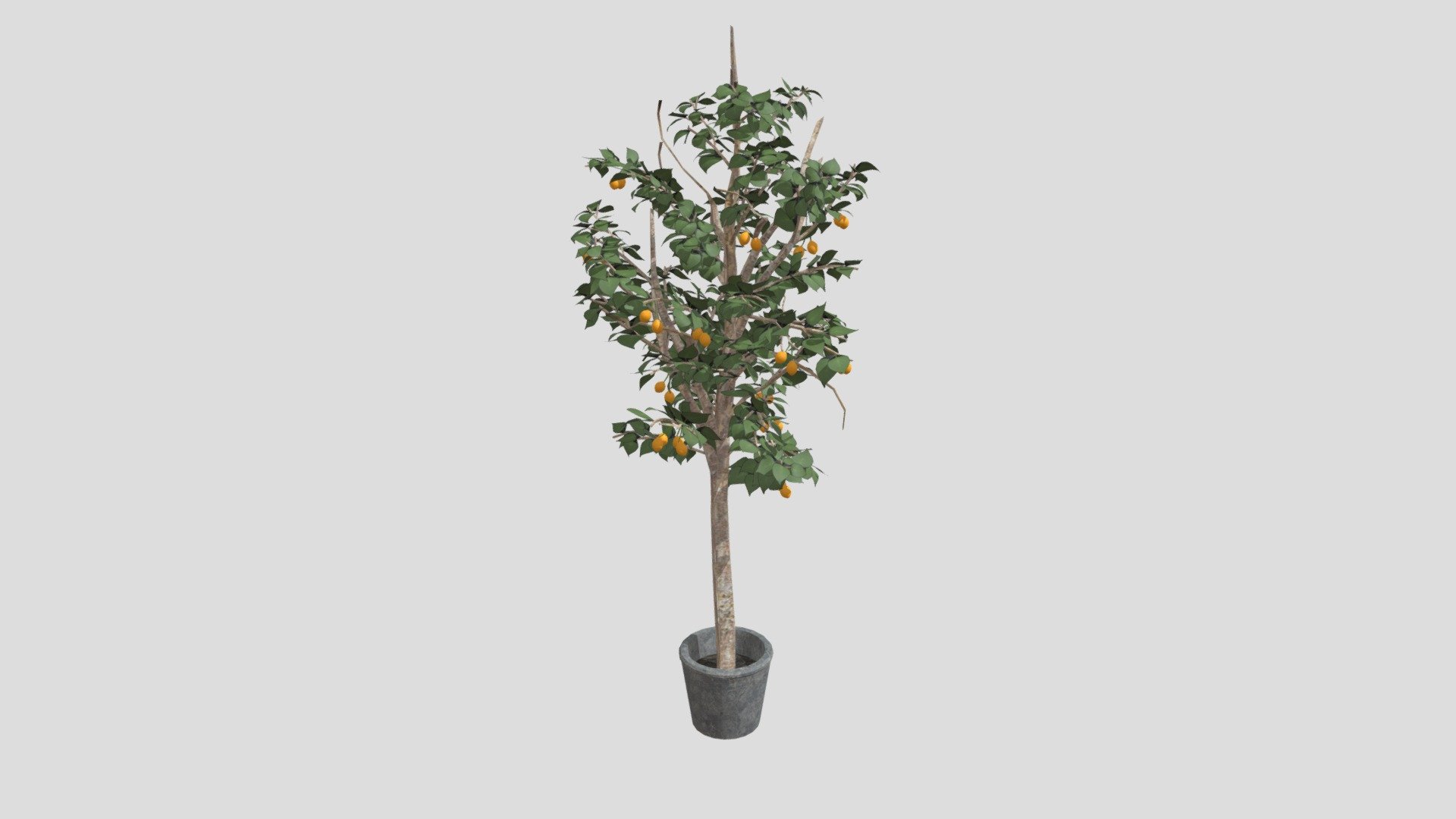 lemon tree - Download Free 3D model by cliftonm863 [7bac9e9] - Sketchfab