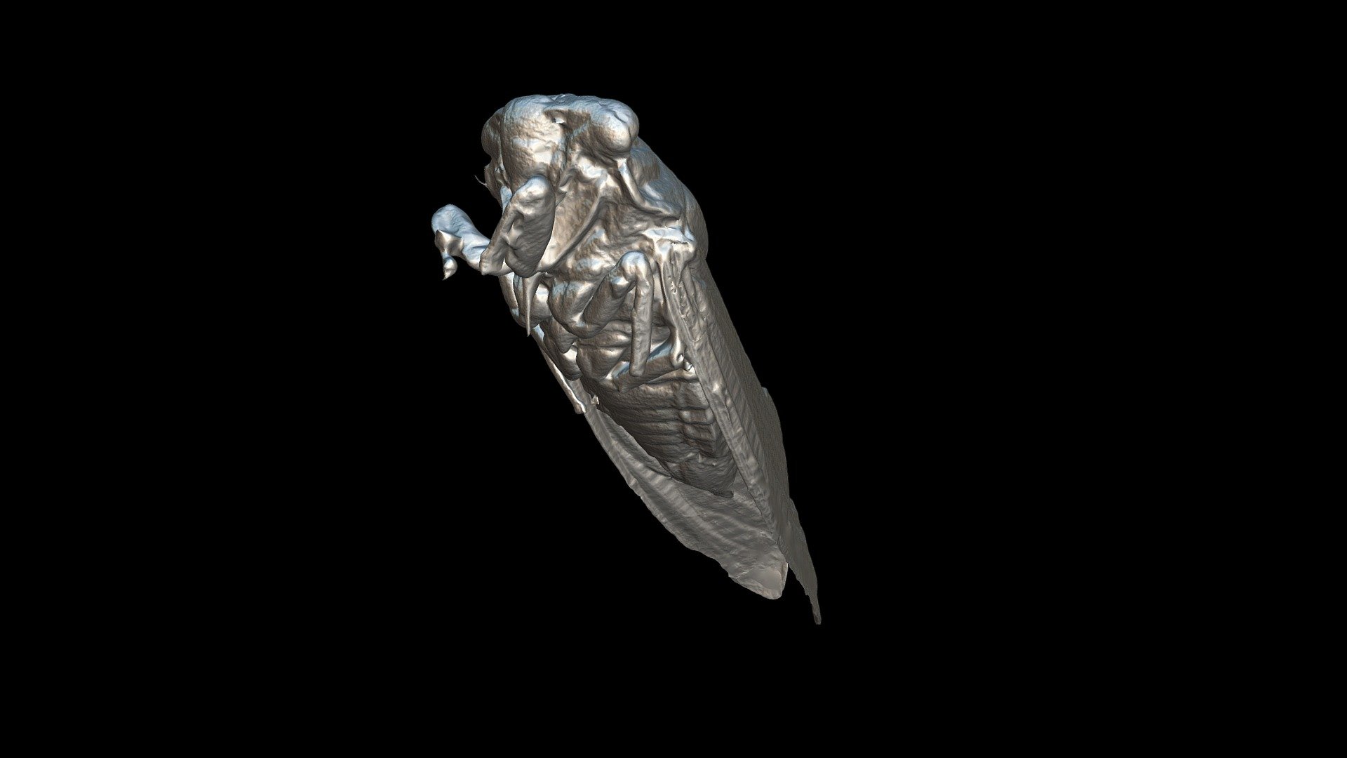 CICADA - Download Free 3D model by Thunk3D [7baca11] - Sketchfab