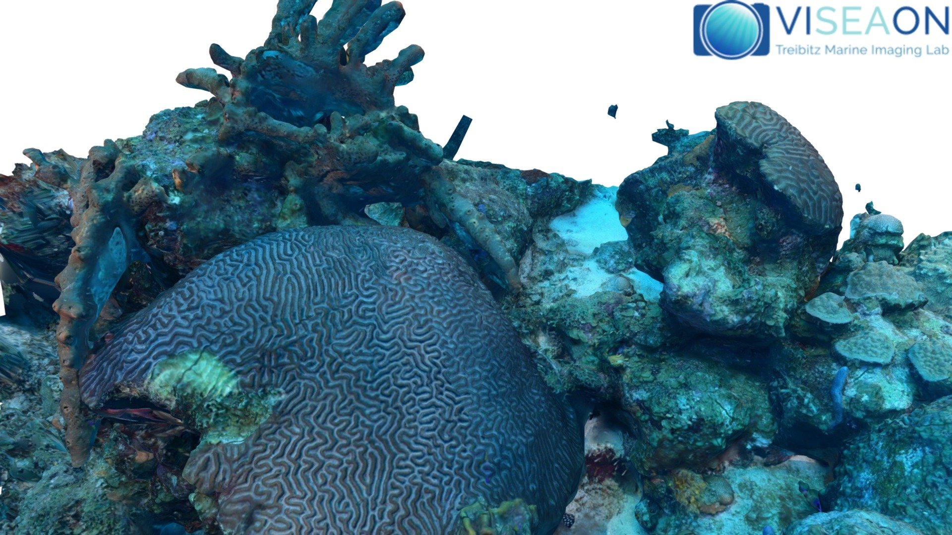 Corals 25m Depth,Jan Thiel, Curacao - 3D model by VISEAON - Treibitz ...