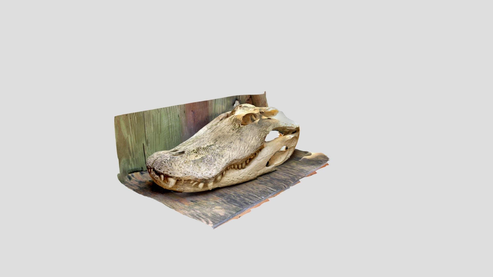 Alligator - Download Free 3D model by semiller88 [7bb626b] - Sketchfab