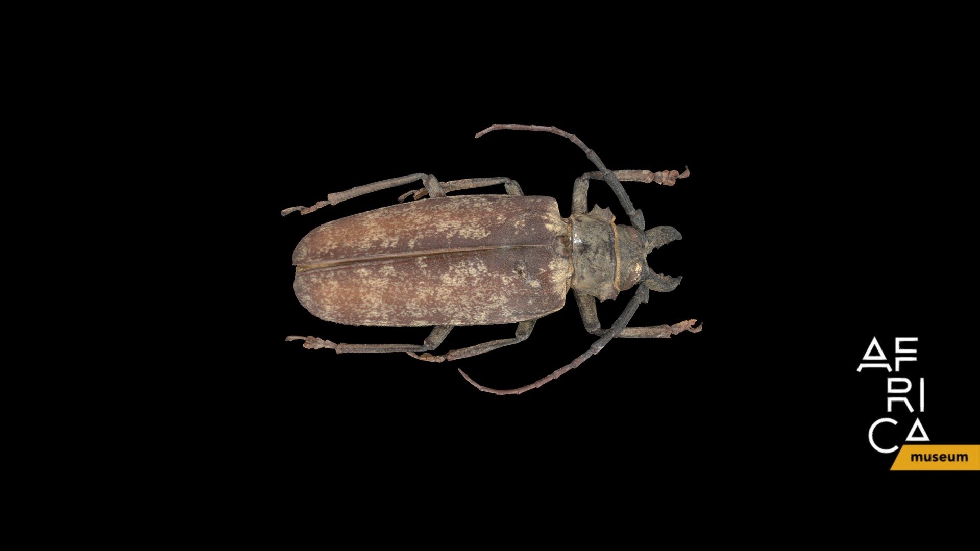 Acanthophorus confinis - 3D model by Royal Museum for Central Africa ...