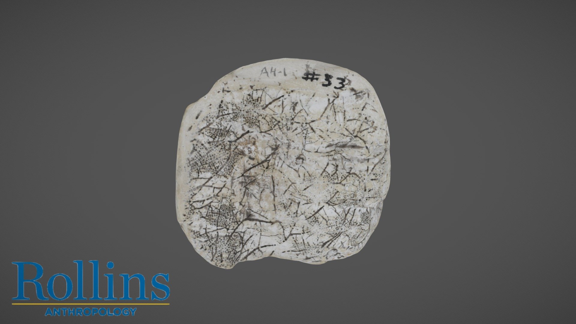 Shell Adze, Orange County, Florida - Download Free 3D model by Rollins ...