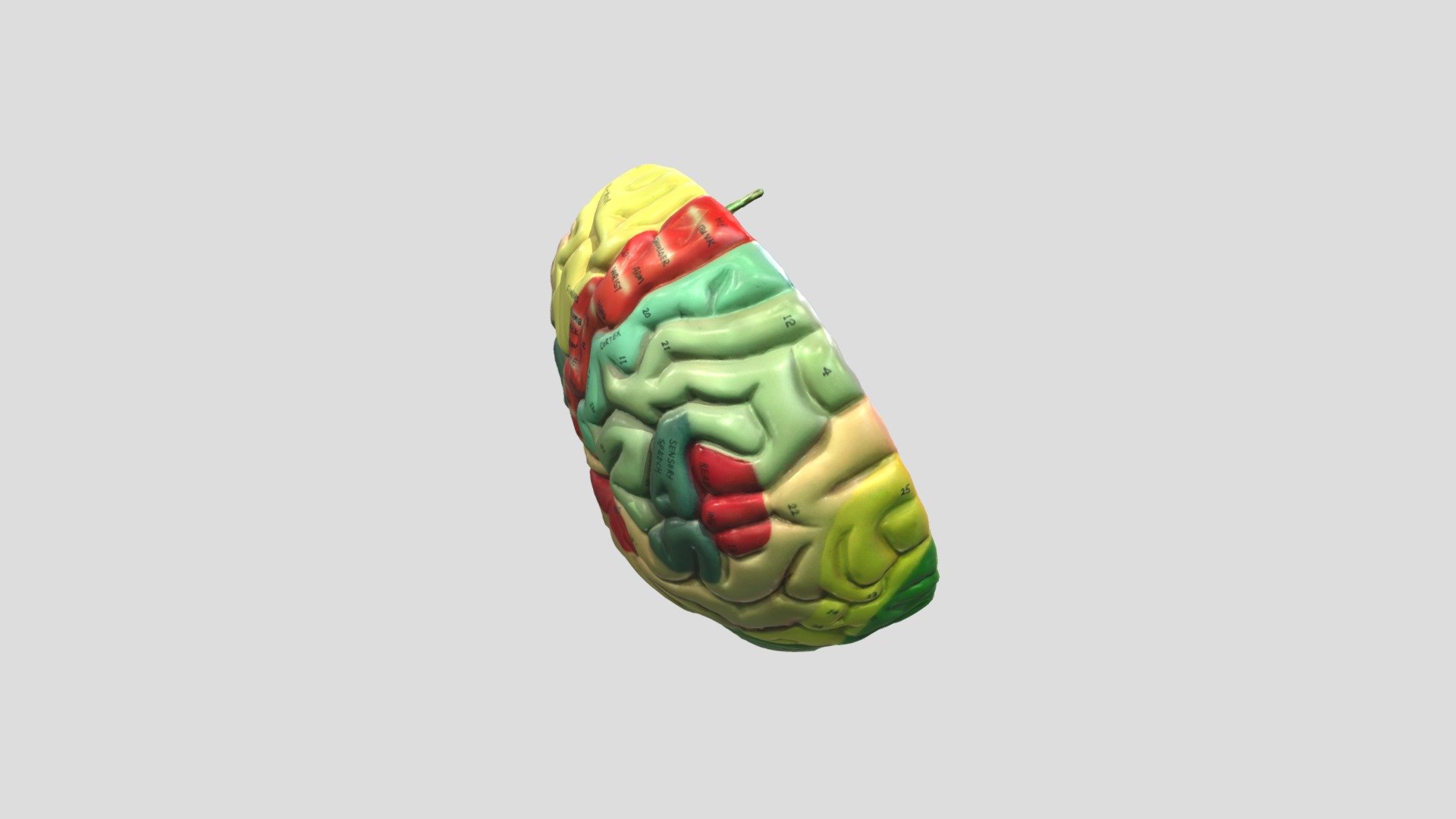 Half Brain Static - 3D model by Icw Openu (@icw) [7bbe291] - Sketchfab