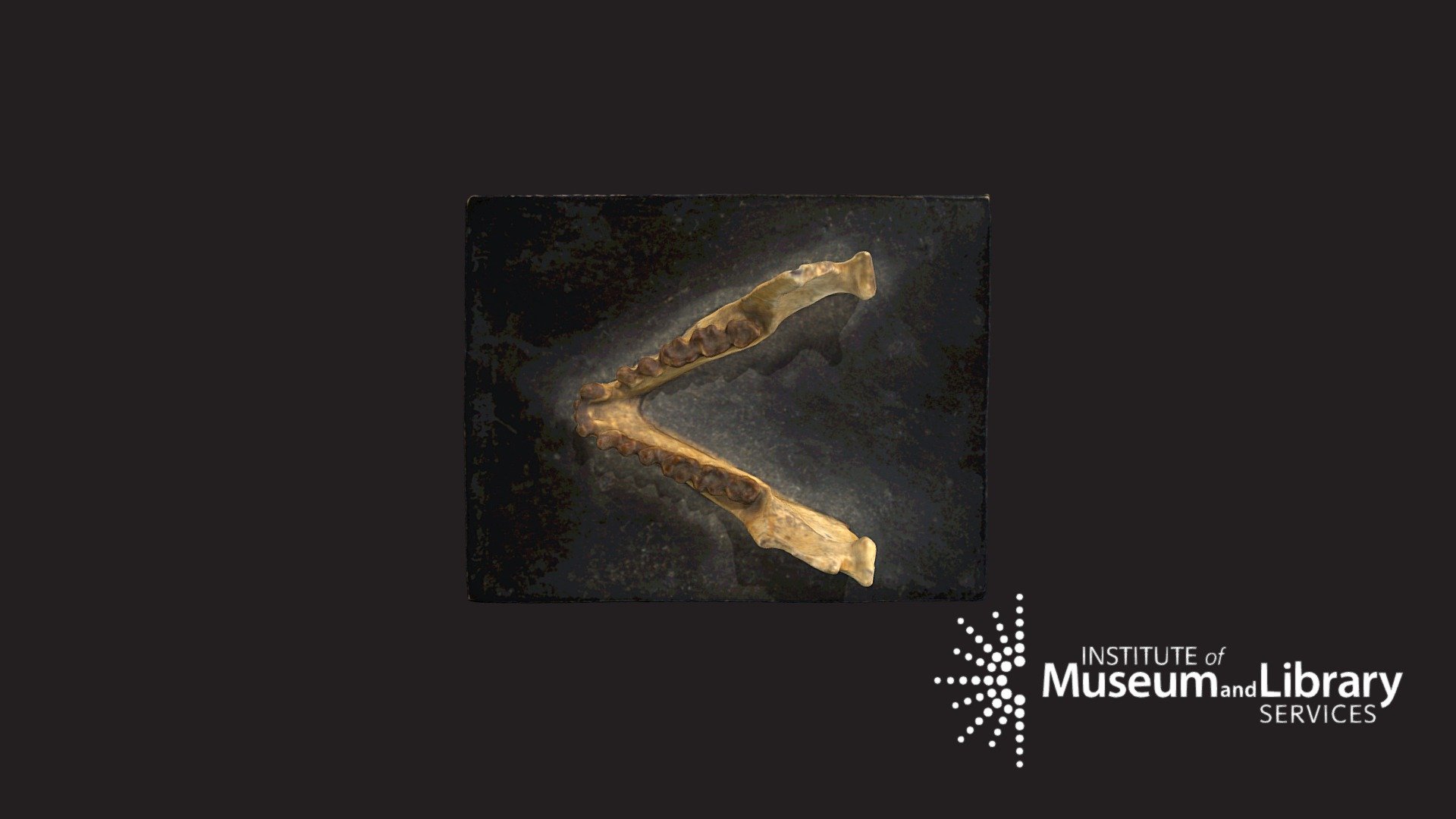 HTB 0257, Parapithecus fraasi mandible, cast - 3D model by Cleveland ...
