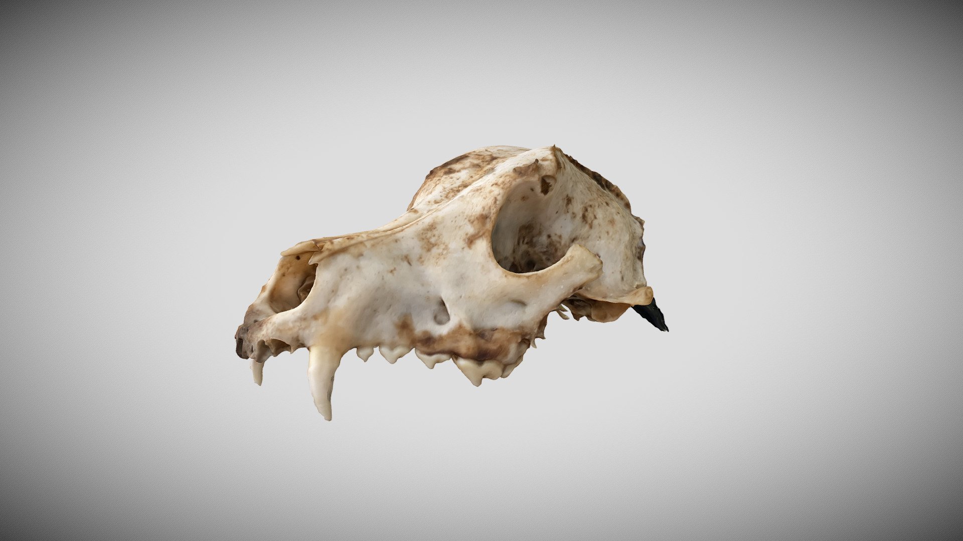 Dog Skull - Download Free 3D model by Ergin ERYILDIR (@ergin3d.com ...