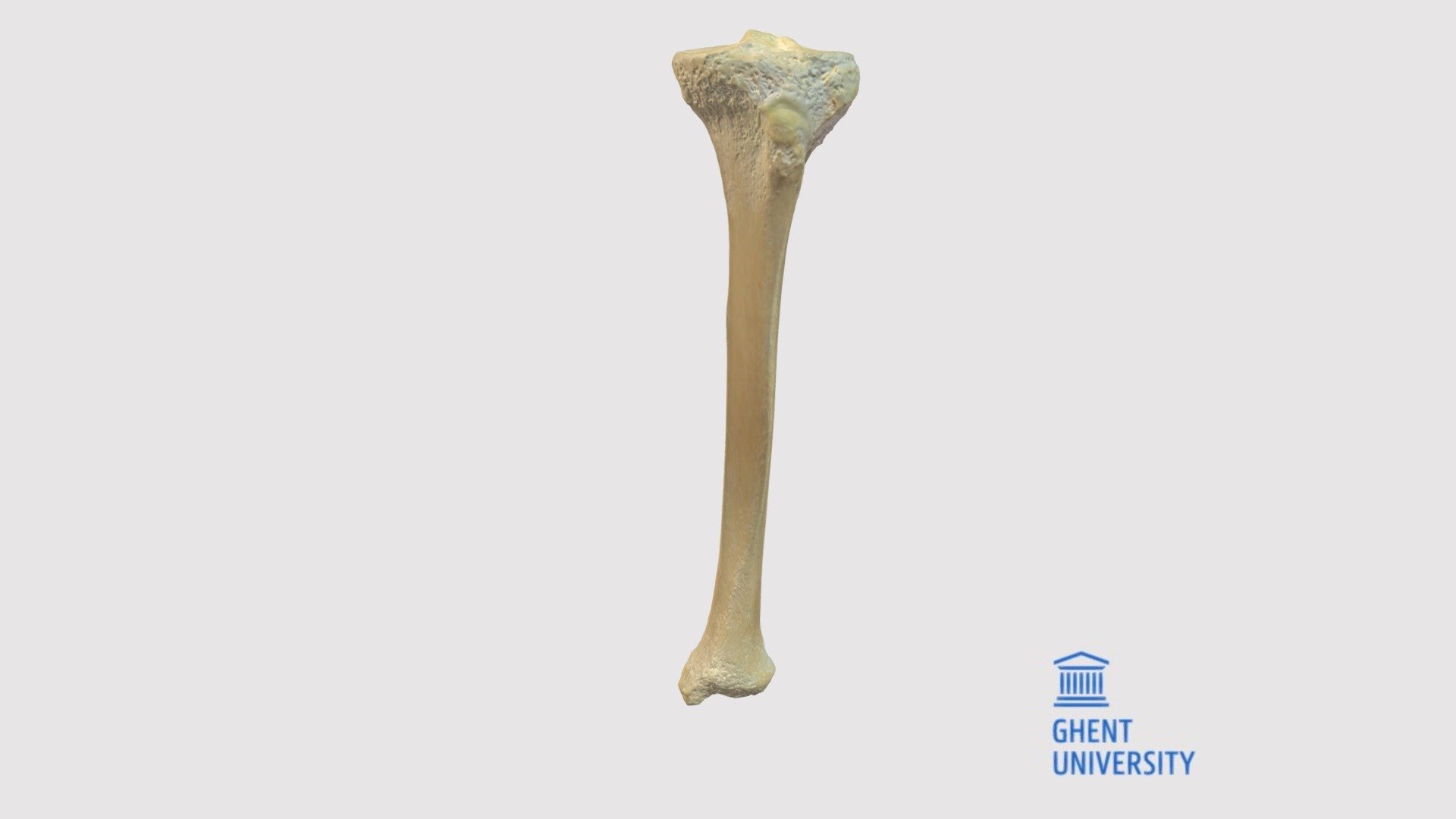 Tibia - Download Free 3D model by AnatomyUgent (@emaudena) [7bc5ffb ...