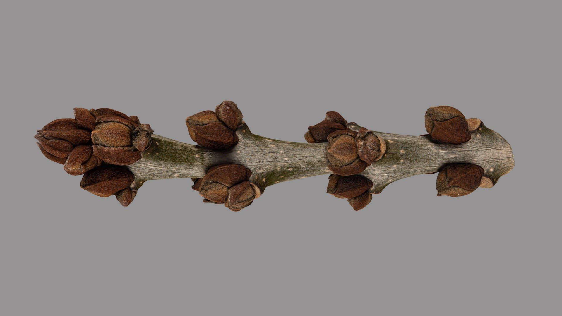 Fraxinus angustifolia buds - 3D model by Arborétum Mlyňany (@milan ...