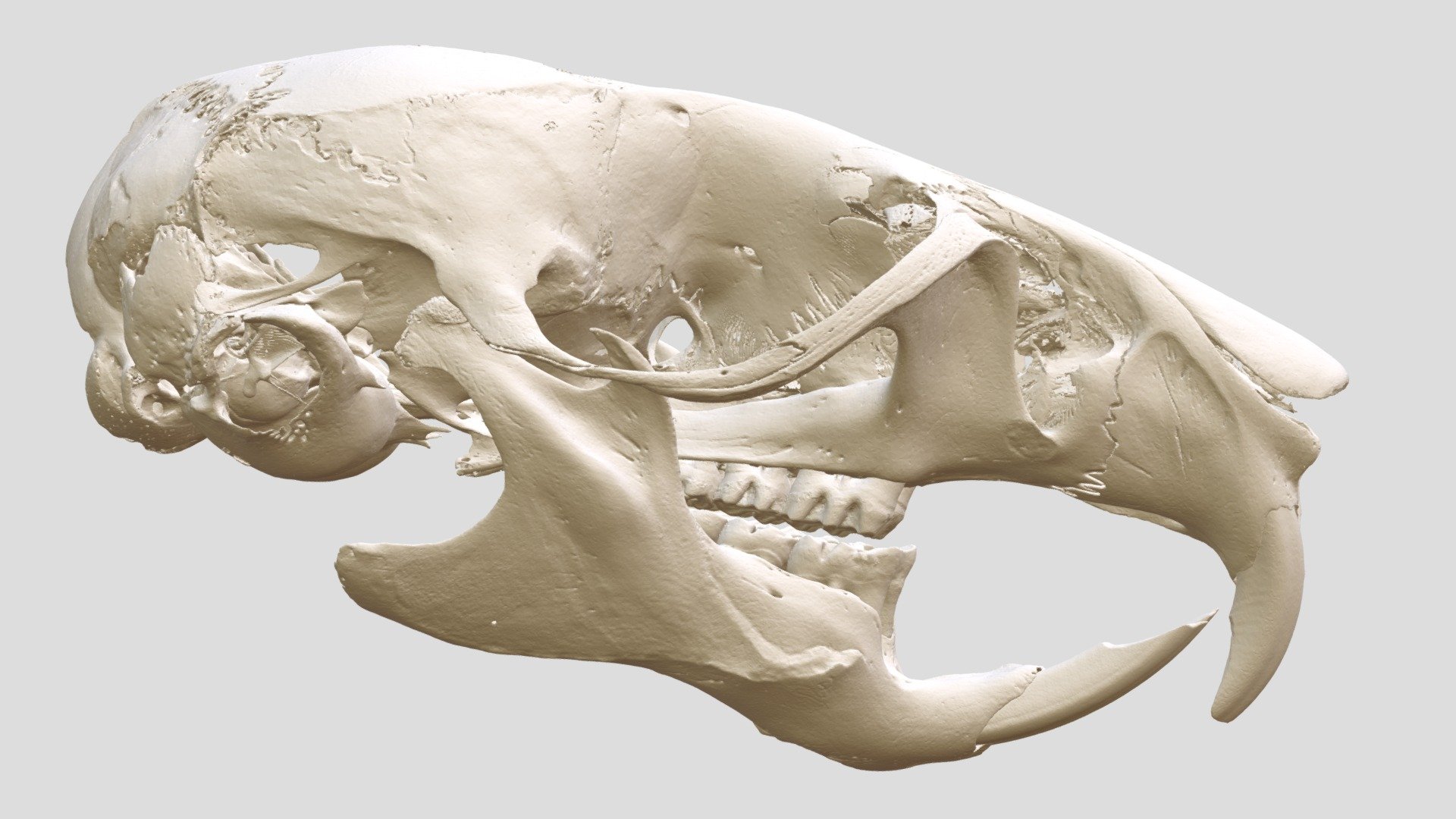 Auliscomys pictus (MSB:Mamm:70540) - 3D model by Biodiversity [7bc842f ...