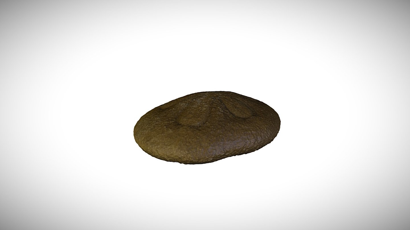 Clypeaster japonicus / CASIZ 87633 - 3D model by California Academy of ...