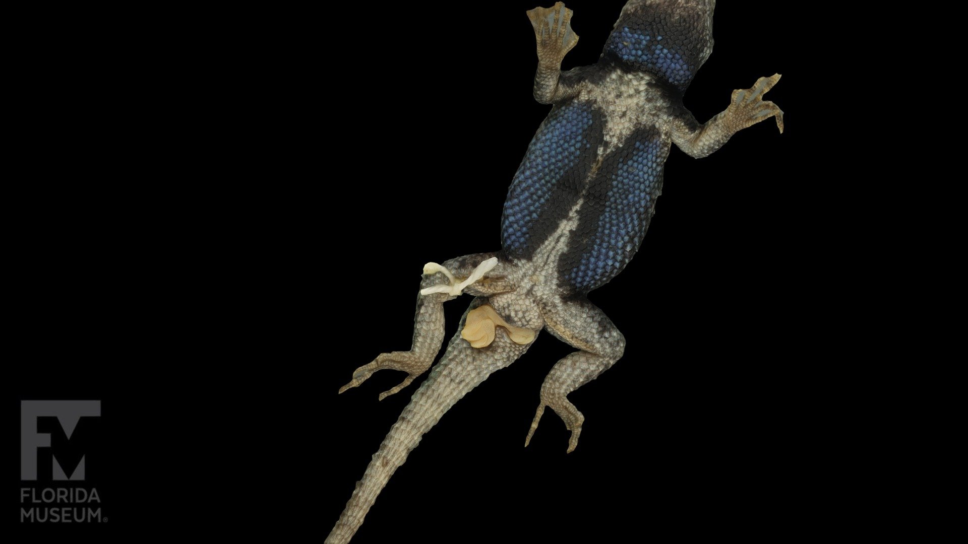 Eastern Fence Lizard (UF Herp 184044) - 3D model by FloridaMuseum ...