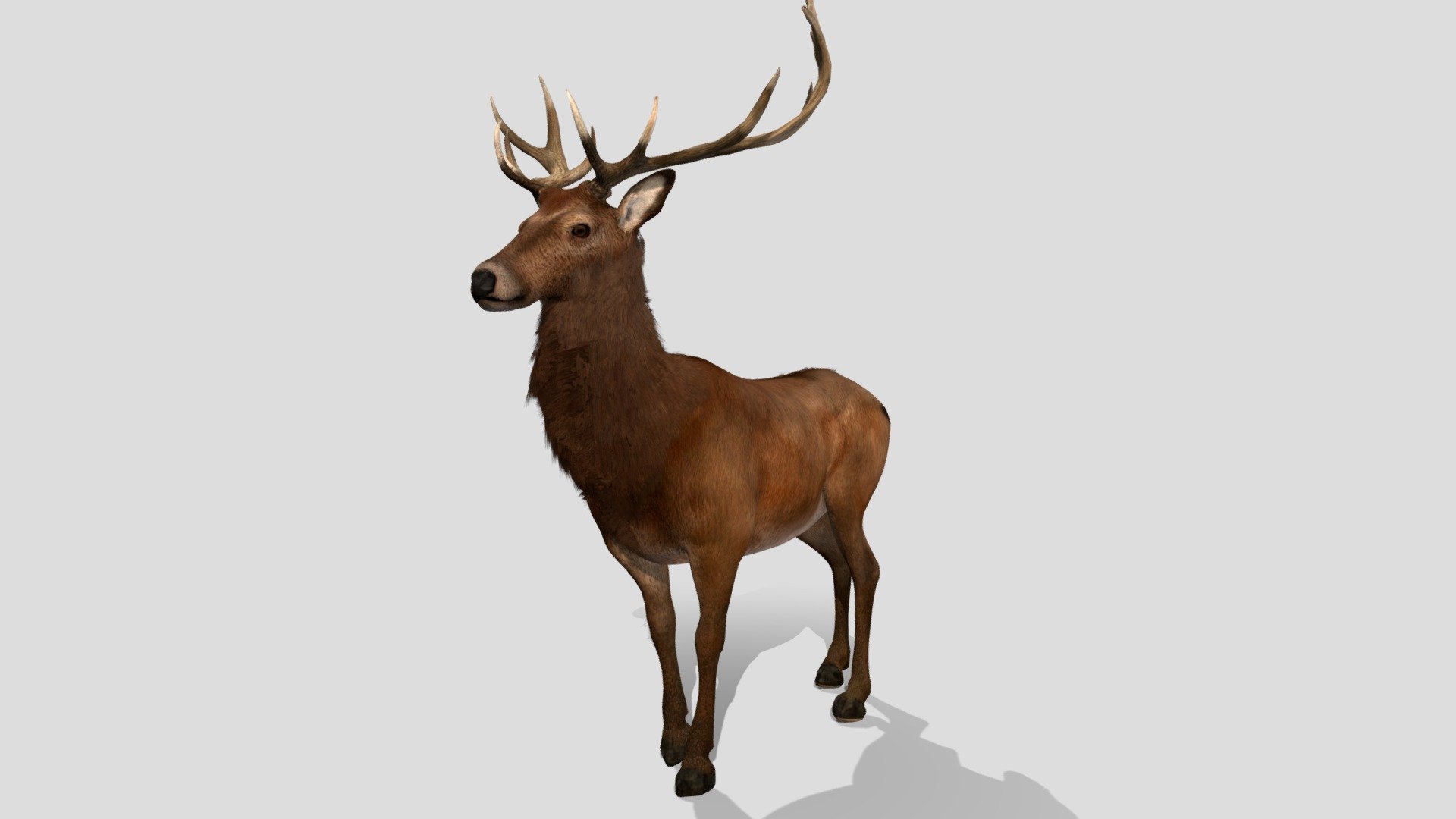 Deer with 6 animations - 3D model by BIOZONE [7bcf9f5] - Sketchfab