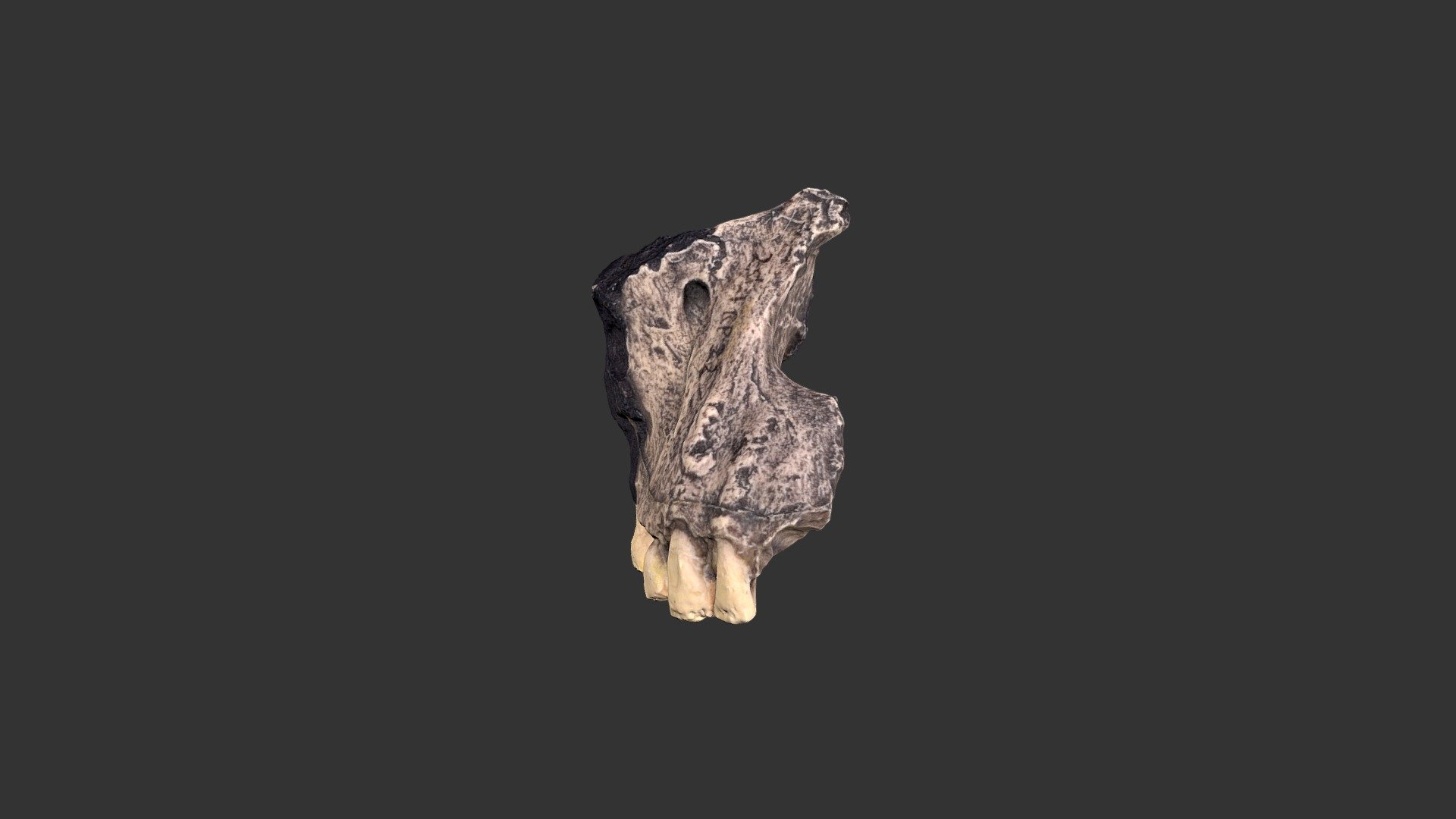 Australopithecus africanus (2501.1rp22) - Download Free 3D model by RLA ...