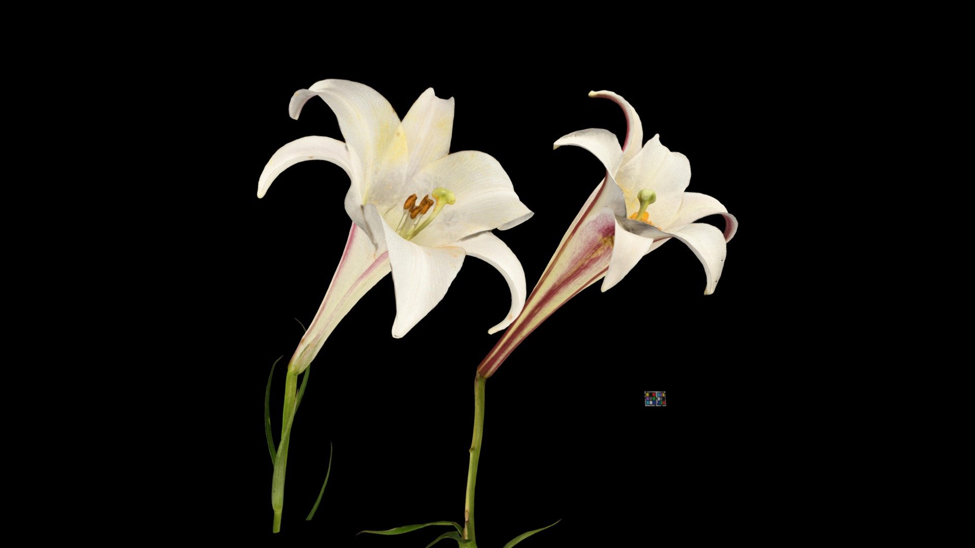 CC0 タカサゴユリ Taiwan Lily, Lilium formosanum - Download Free 3D model by ...