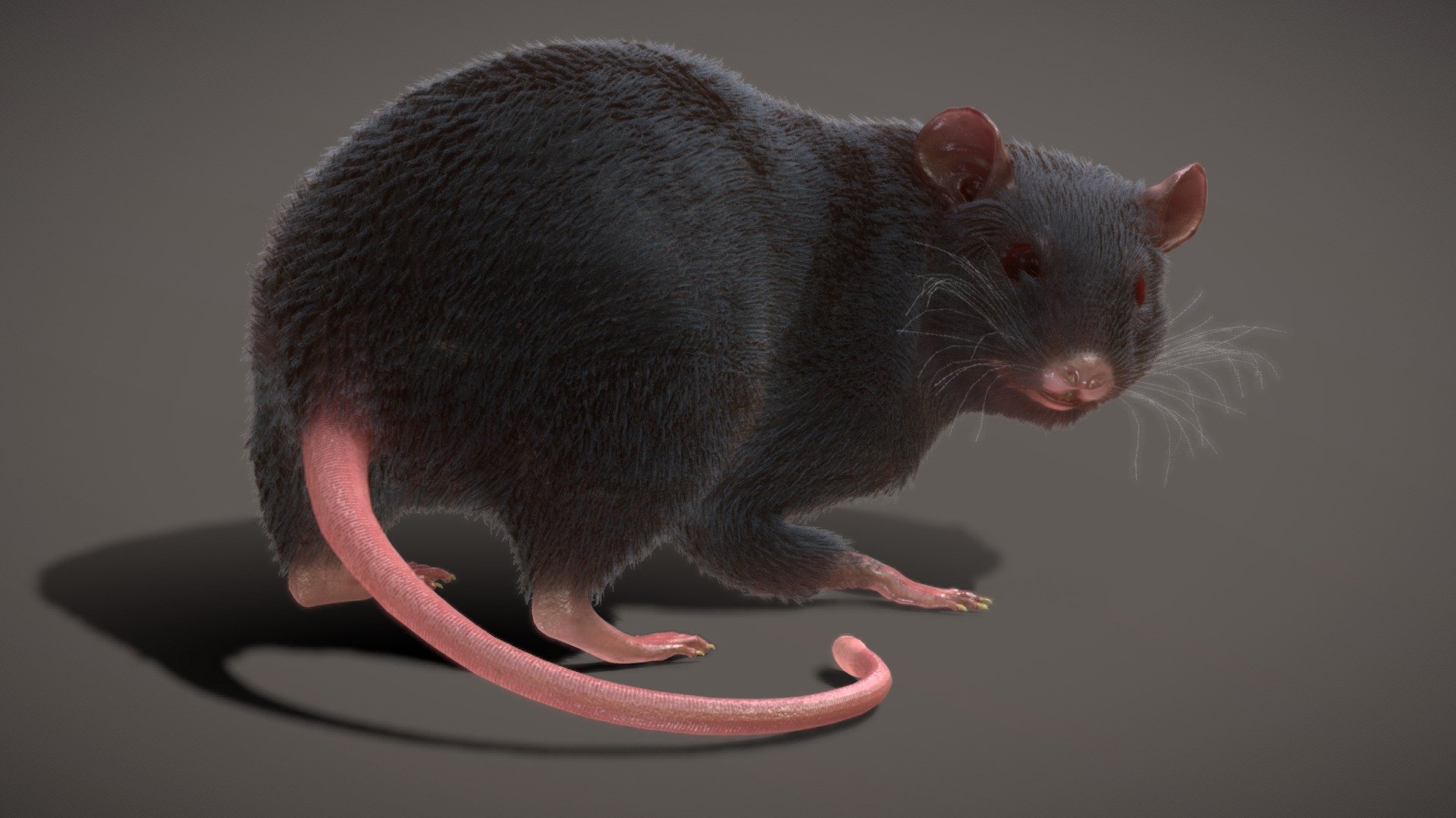 Rat Rigged Animated PBR real-time Fur. - Buy Royalty Free 3D model by ...